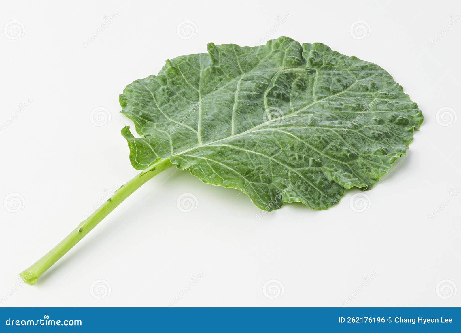 Kale kail lebage col foto de archivo. Imagen de fresco - 262176196