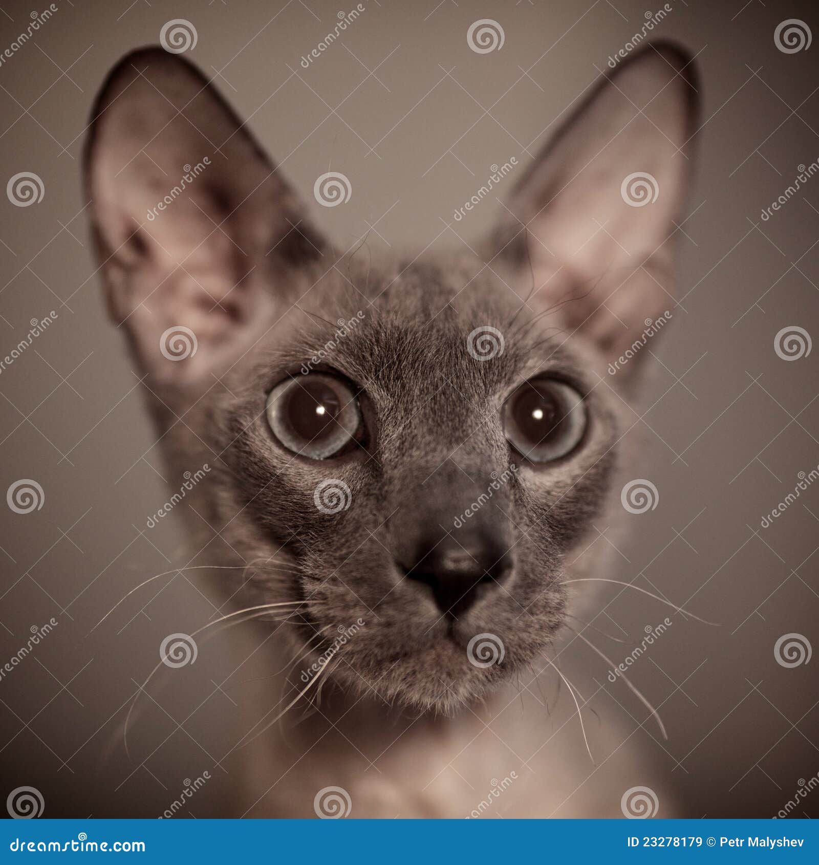 Kale Kat stock afbeelding. Image of blauw, roze, luxe - 23278179