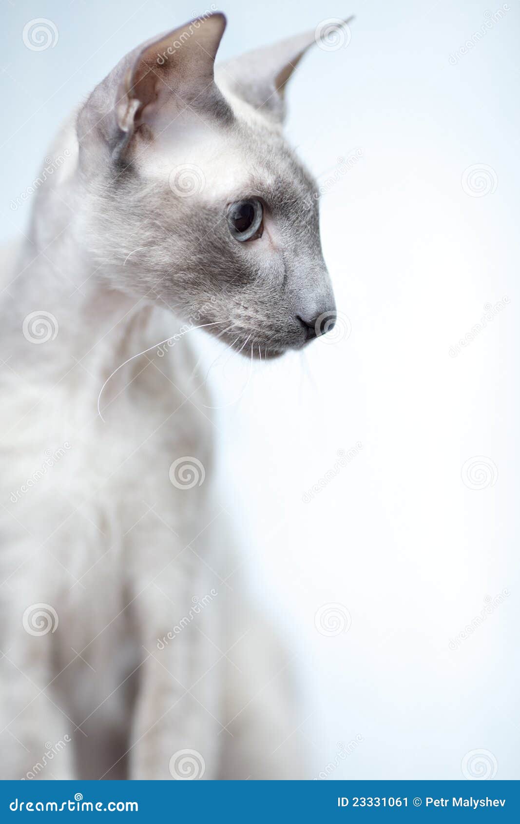 Kale Kat stock afbeelding. Image of mooi, dier, leuk - 23331061