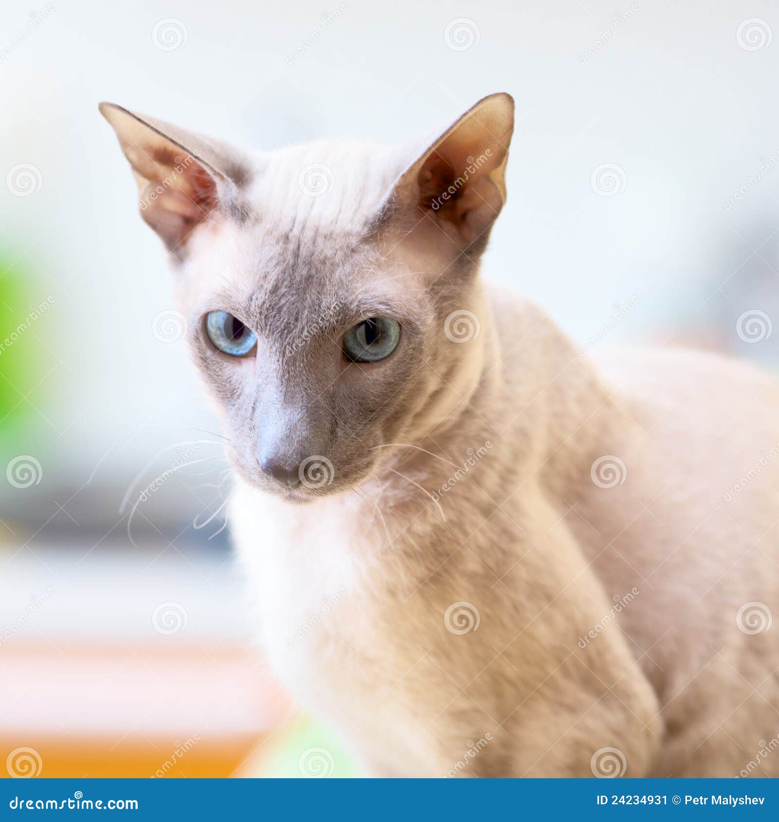 Kale Kat stock afbeelding. Image of achtergrond, neus - 24234931