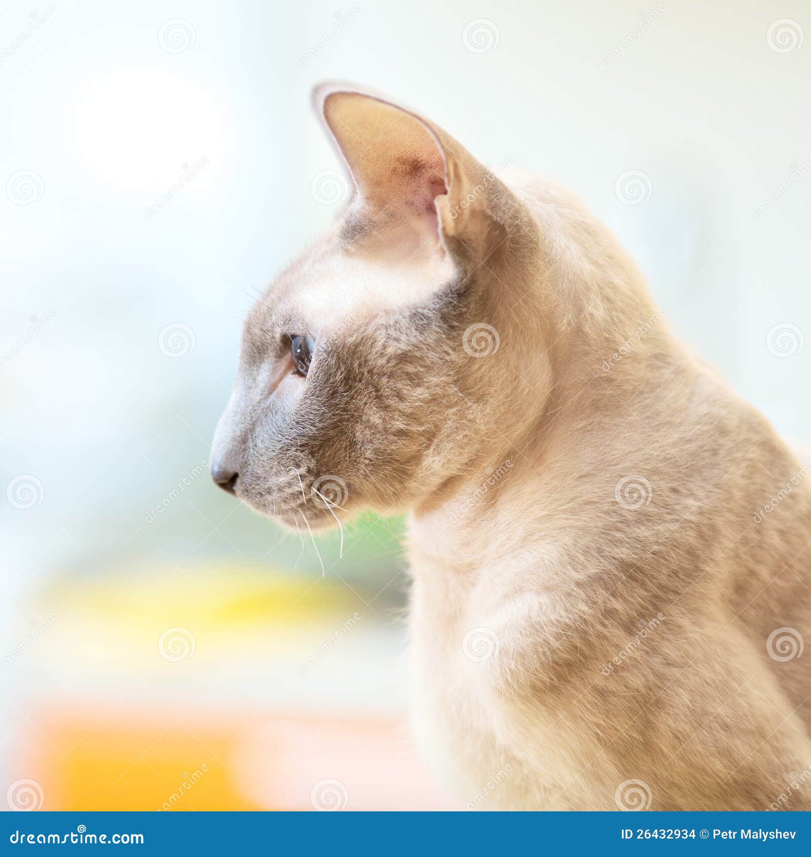 Kale Kat stock foto. Image of laag, neus, bruin, poot - 26432934