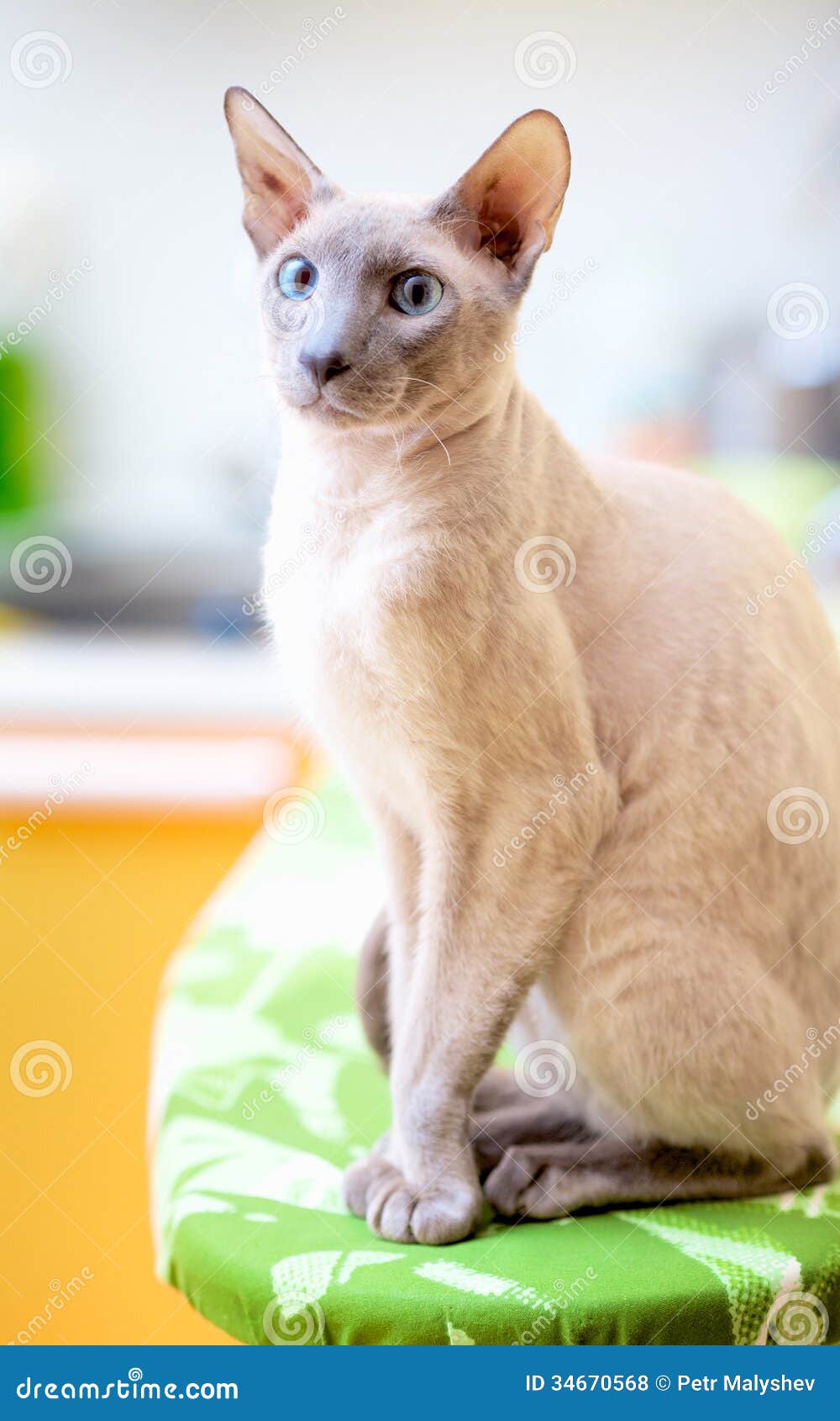 Kale Kat stock foto. Image of uitziend, leuk, bekendheid - 34670568