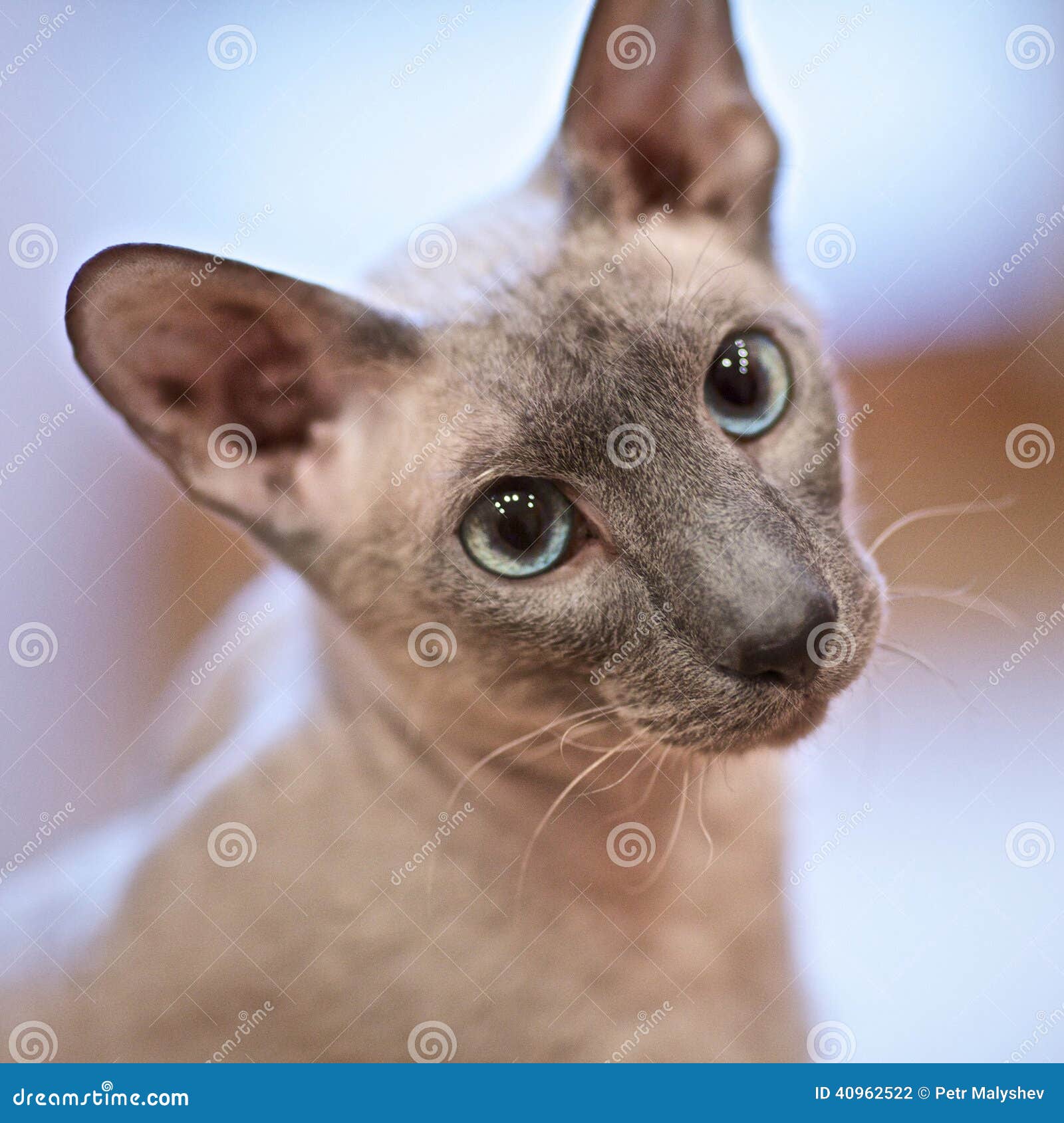 Kale Kat stock foto. Image of sluit, nanometer, dier - 40962522