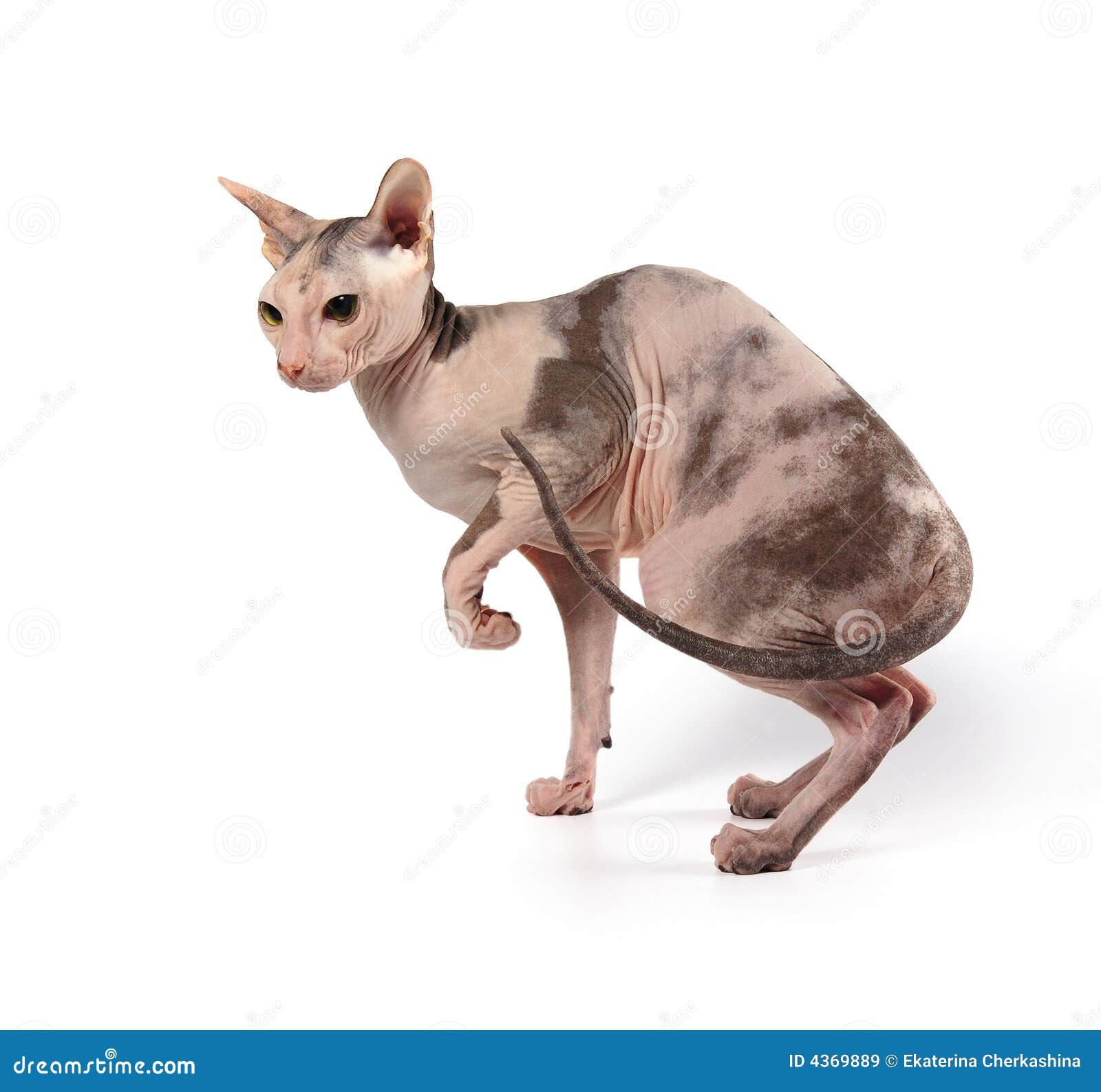 Kale kat stock afbeelding. Image of klauwen, huishouden - 4369889