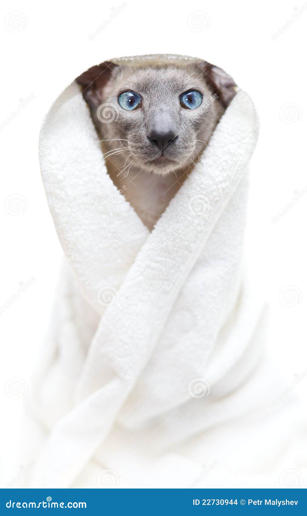 Kale Kat in Handdoek stock foto. Image of bekendheid - 22730944