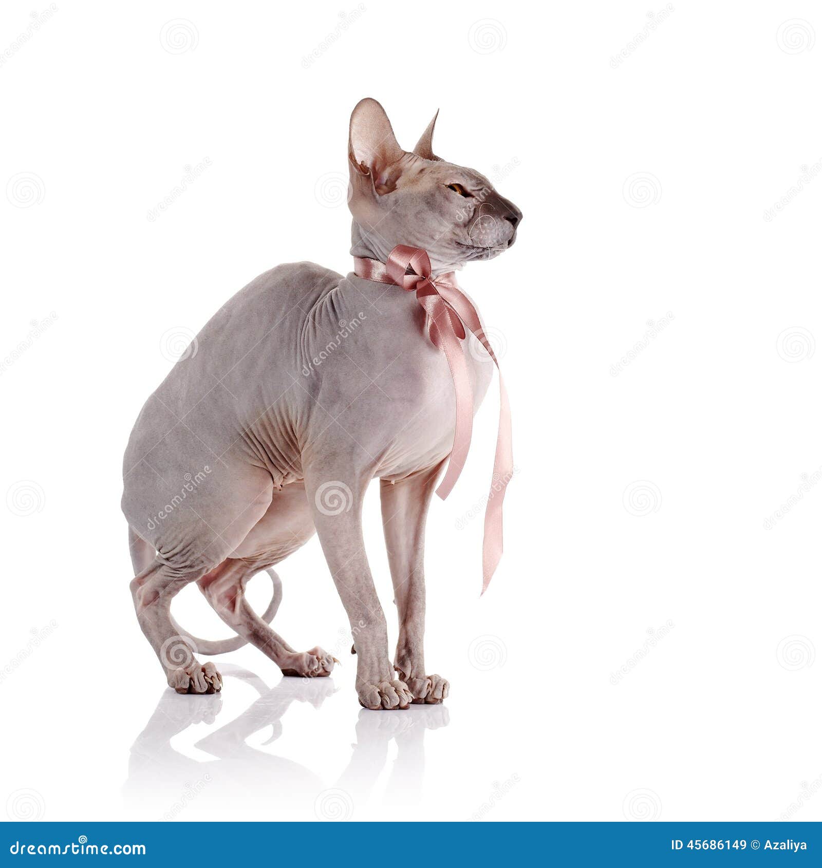 Kale kat met een band stock afbeelding. Image of klein - 45686149