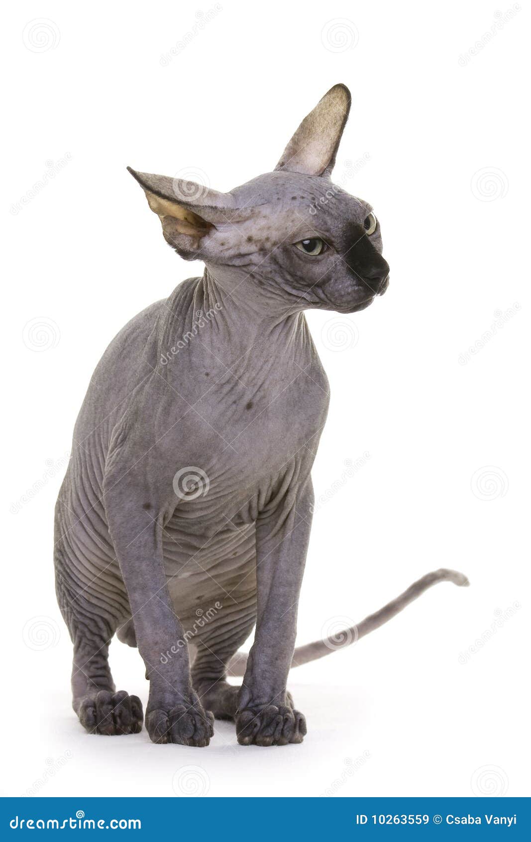 Kale Kat, Sphynx stock afbeelding. Image of mooi, geïsoleerd - 10263559