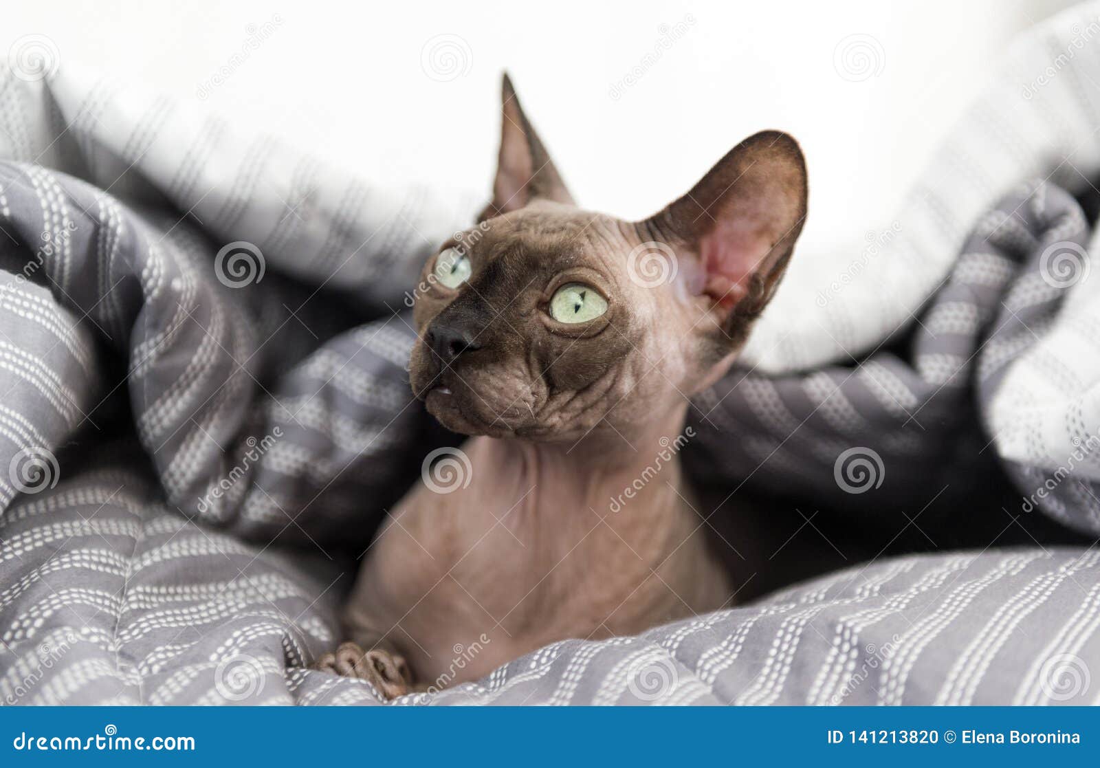 Kale Kat Sphynx, Kat, Kale Kat Sphynx, Kat Stock Foto - Image of ...