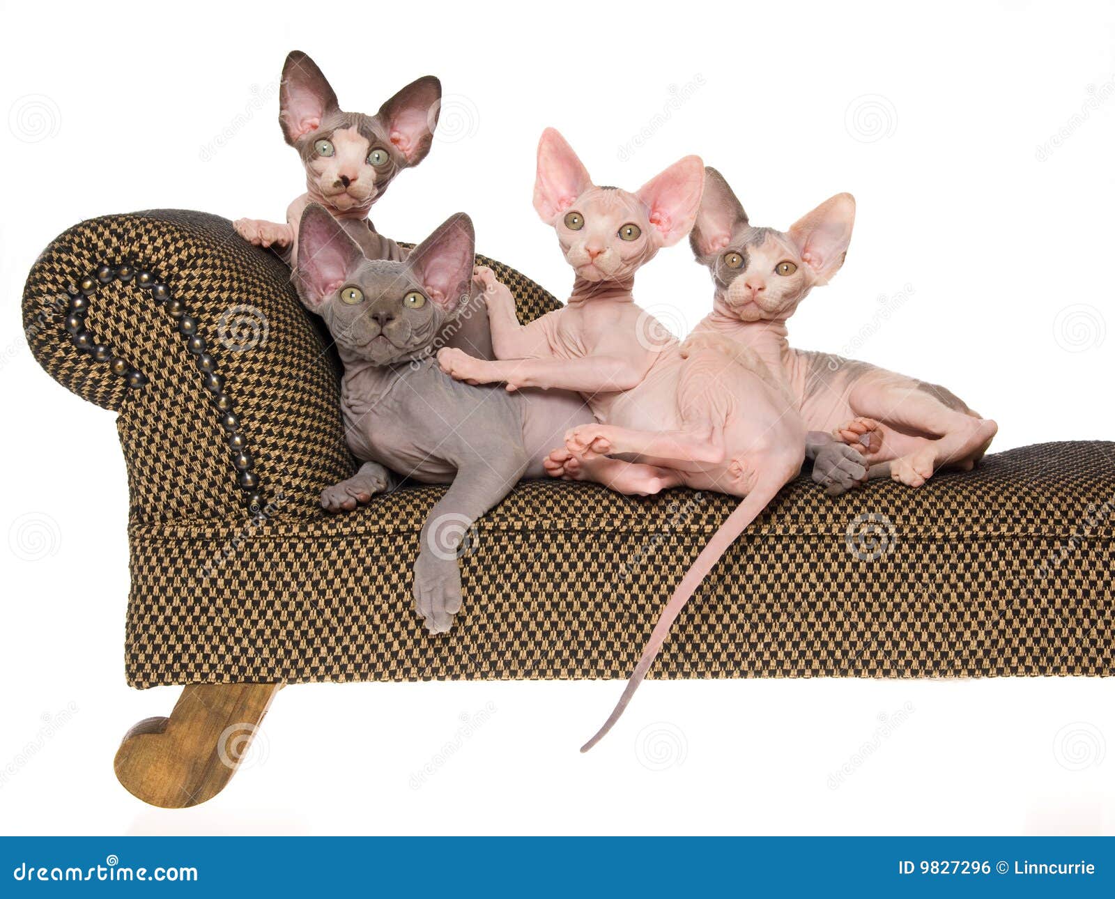 Kale Katjes Sphynx Op Mini Bruine Laag Stock Foto - Image of velen ...