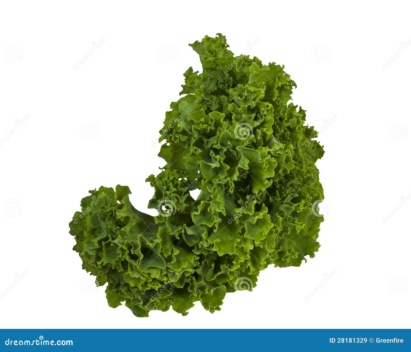 Kale Leaf stock image. Image of leaf, cabbage, food, fresh - 28181329
