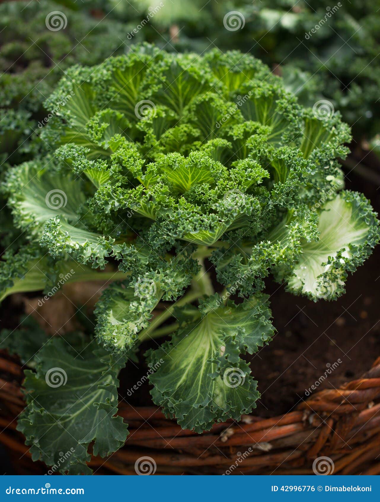 Kale leaves in a pot stock photo. Image of dieting, cabbage - 42996776