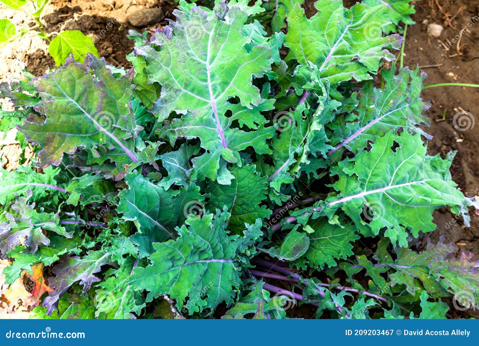 Kale plant stock image. Image of vegetable, healthy - 209203467