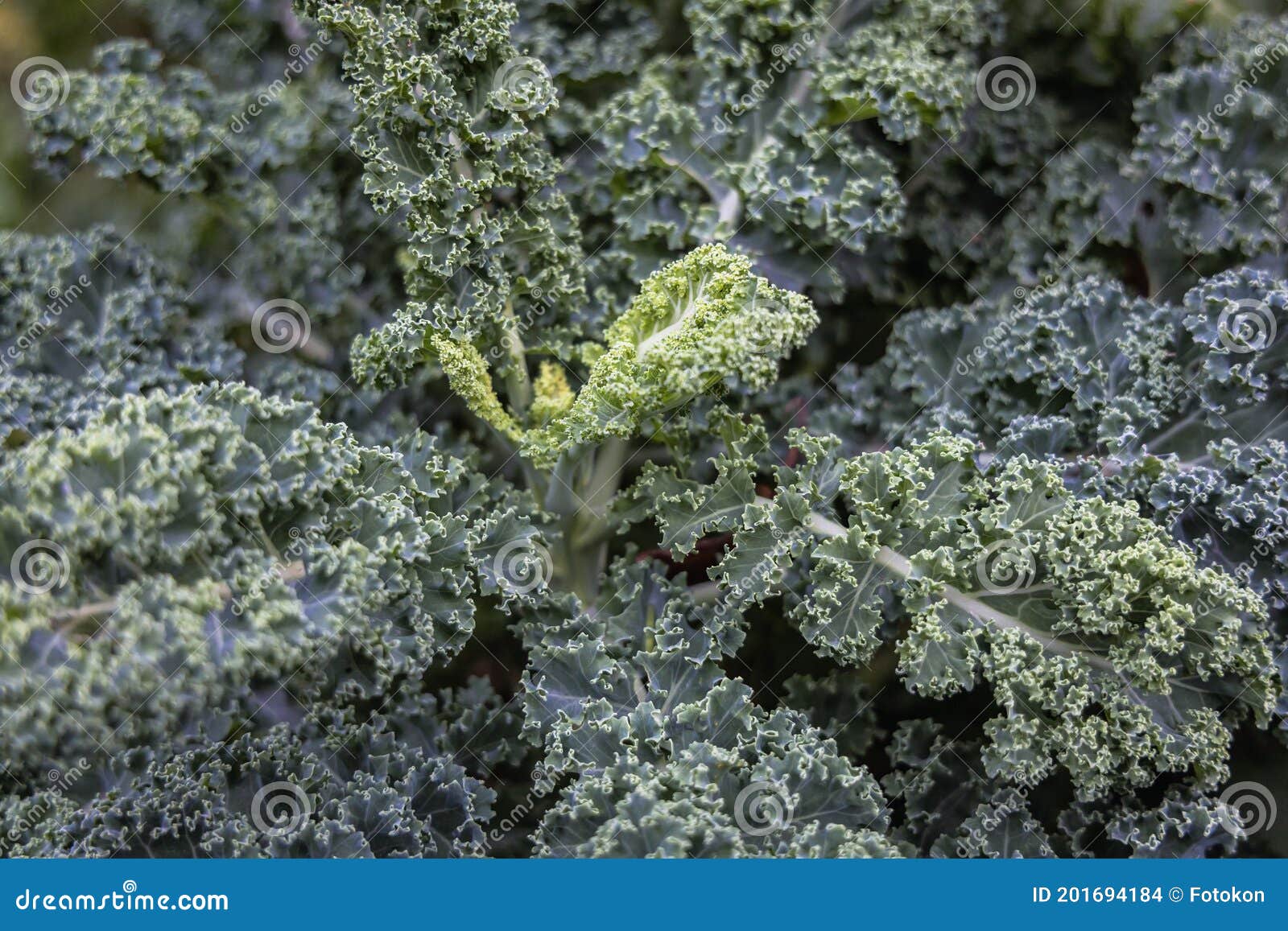 Kale Plant in Small Home Vegetable Garden Stock Photo - Image of ...