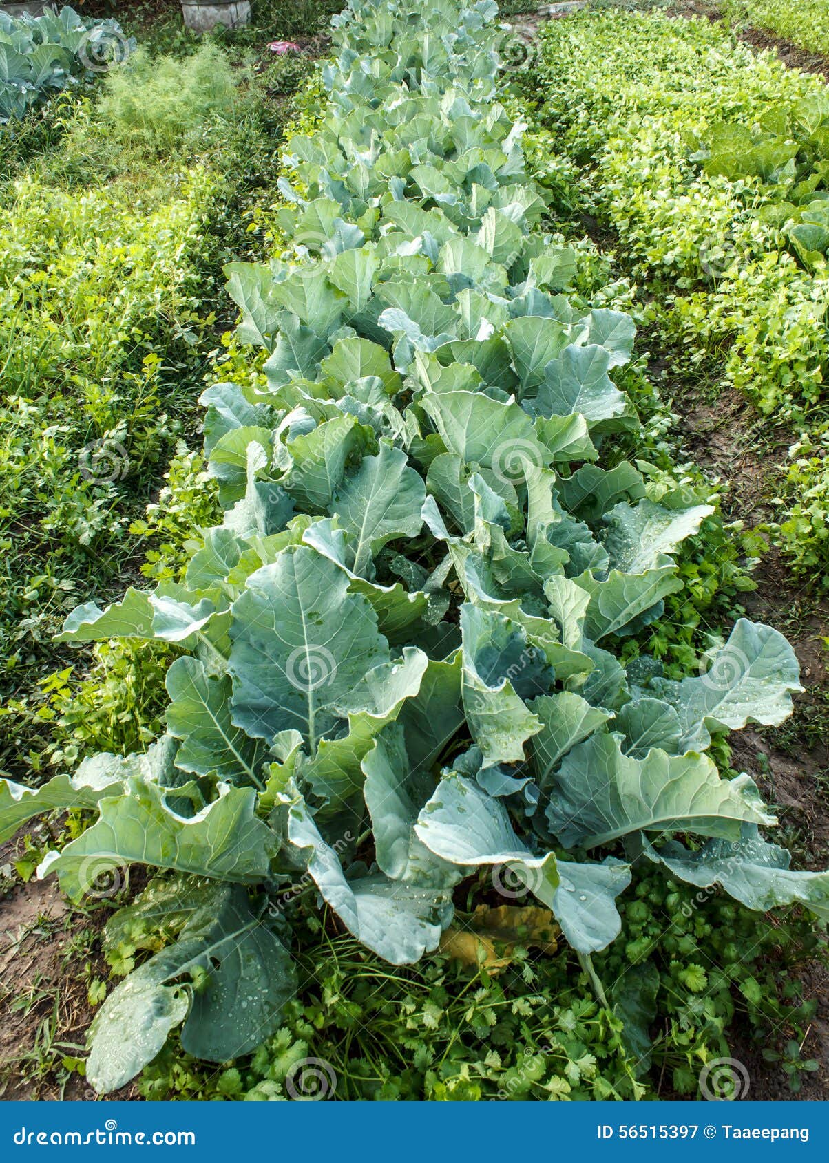 Kale plants stock image. Image of ornamental, closeup - 56515397