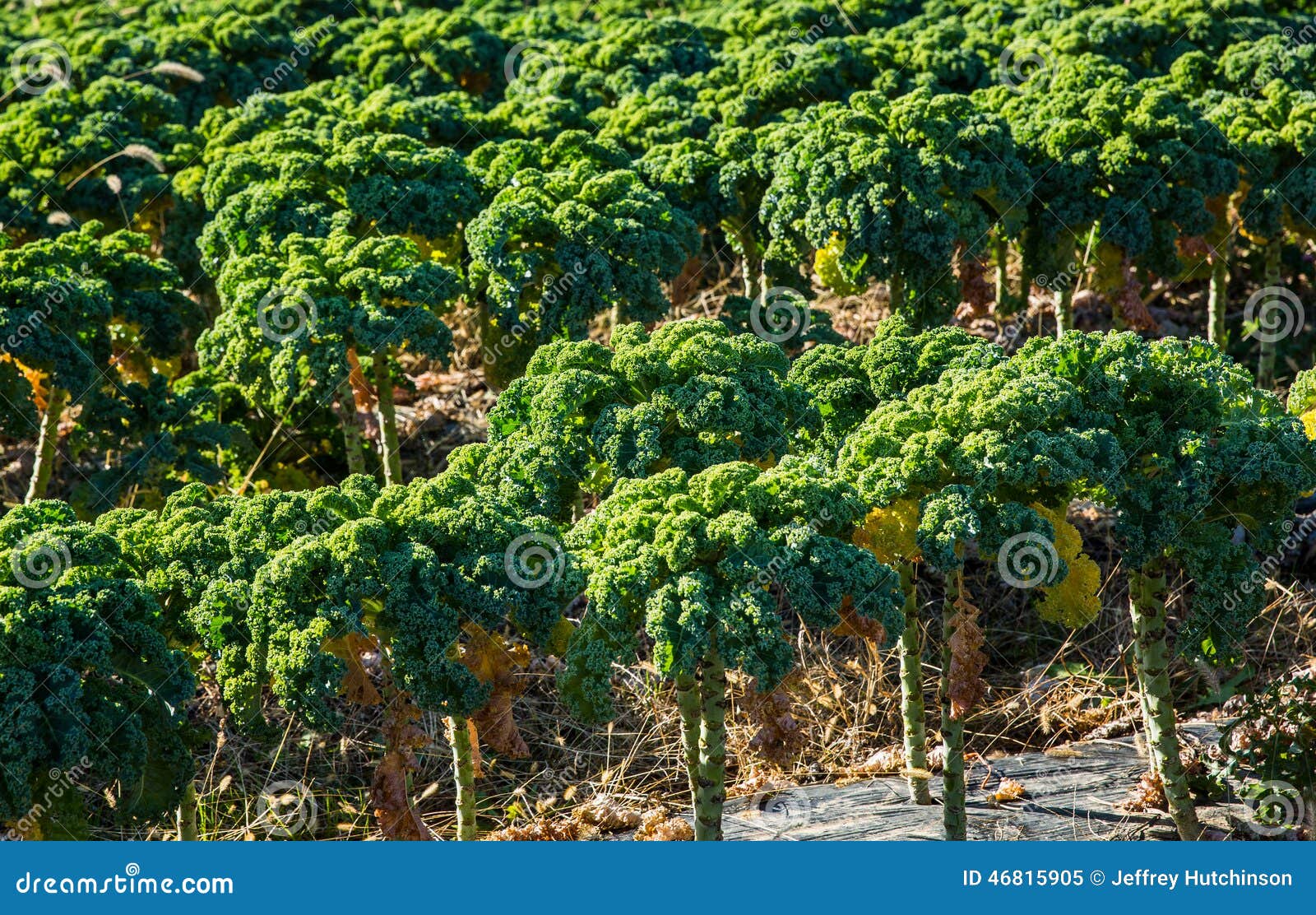 Kale Plants in Field Lit by Sun Stock Image - Image of curled, fresh ...