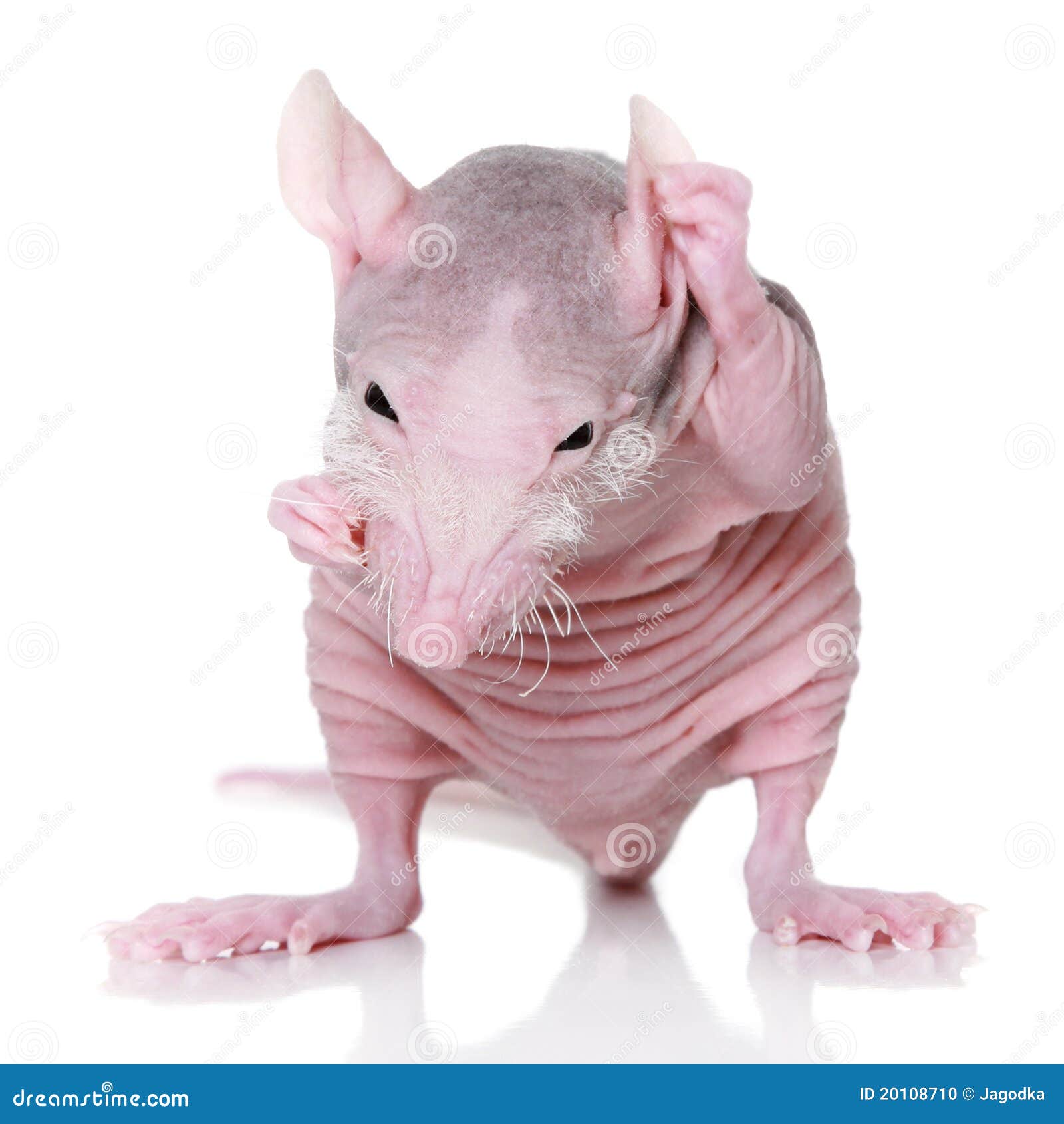 Kale Rat Op Een Witte Achtergrond Stock Foto - Image of knaagdier ...