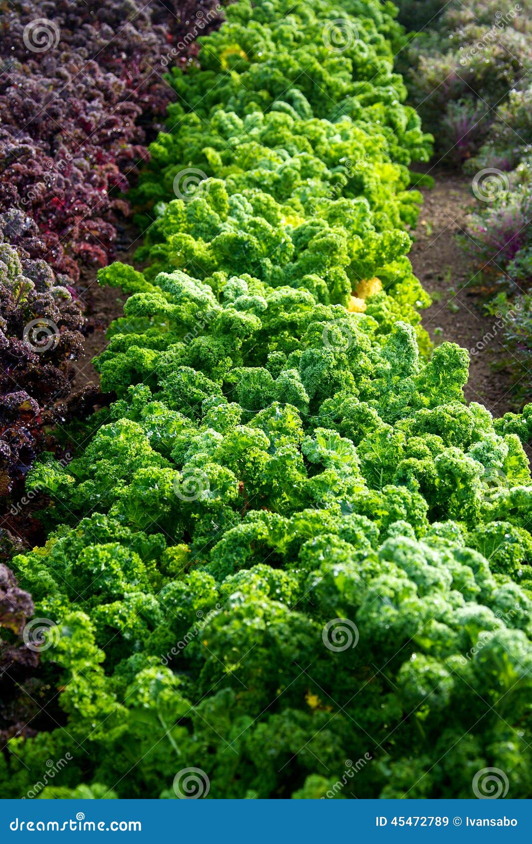 Kale stock image. Image of kale, cabbage, food, vegetable - 45472789