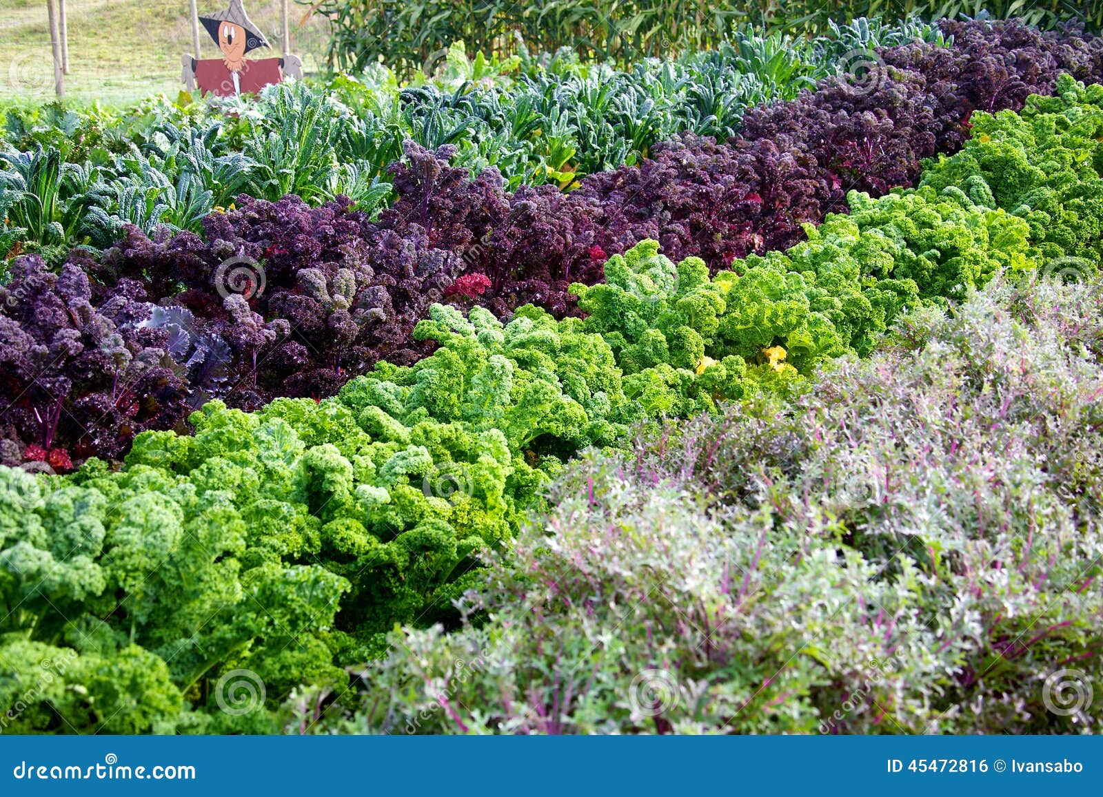 Kale stock photo. Image of organic, green, landscape - 45472816