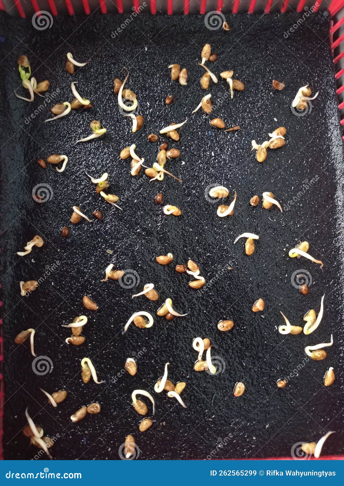 Kale sprouts hydroponic stock image. Image of insect - 262565299