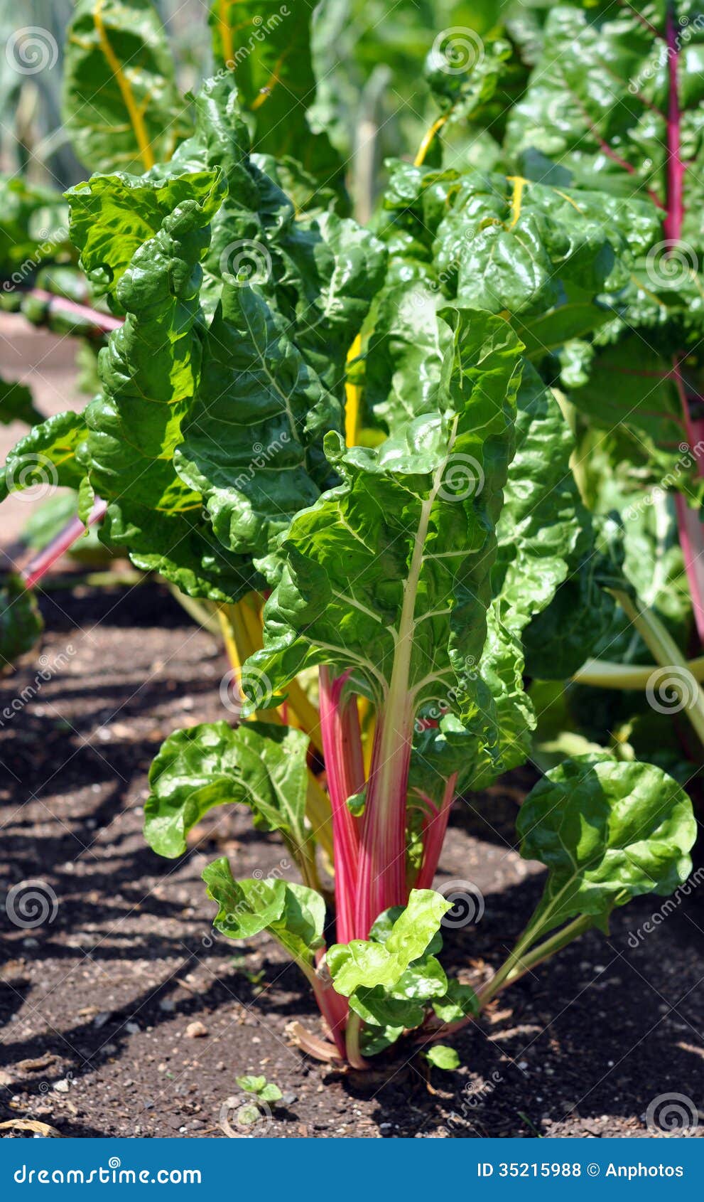 Kale tree stock photo. Image of health, produce, food - 35215988