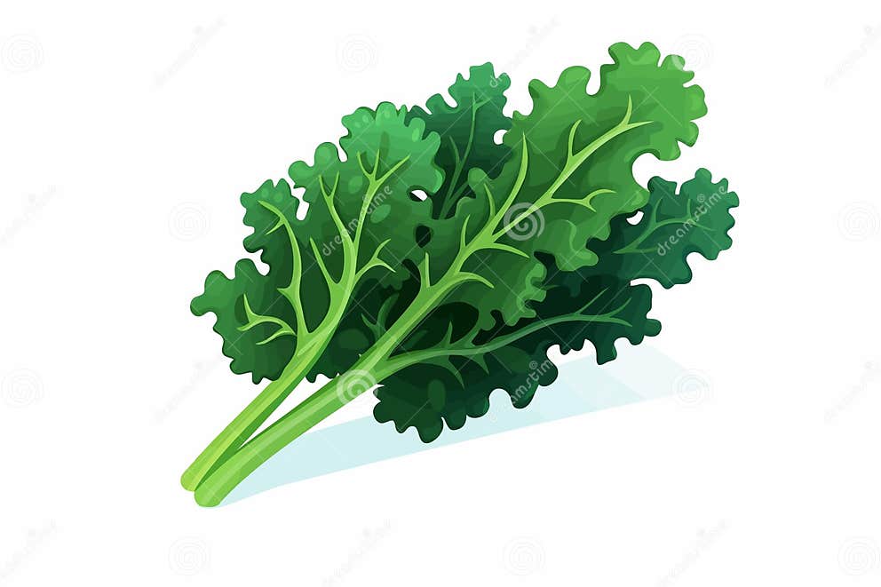Kale Vector Flat Minimalistic Asset Isolated Vector Style Illustration ...