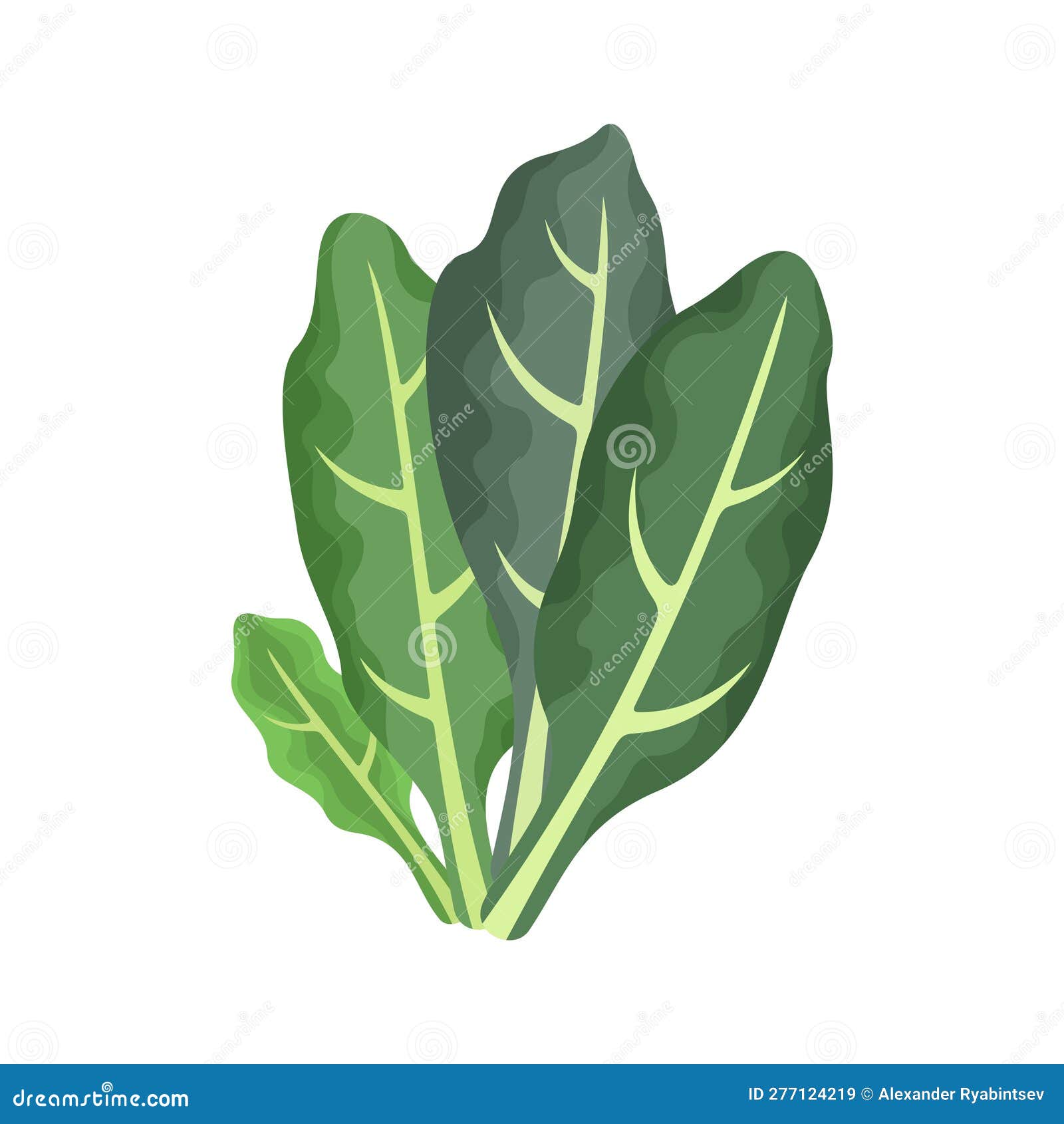 Kale Vector