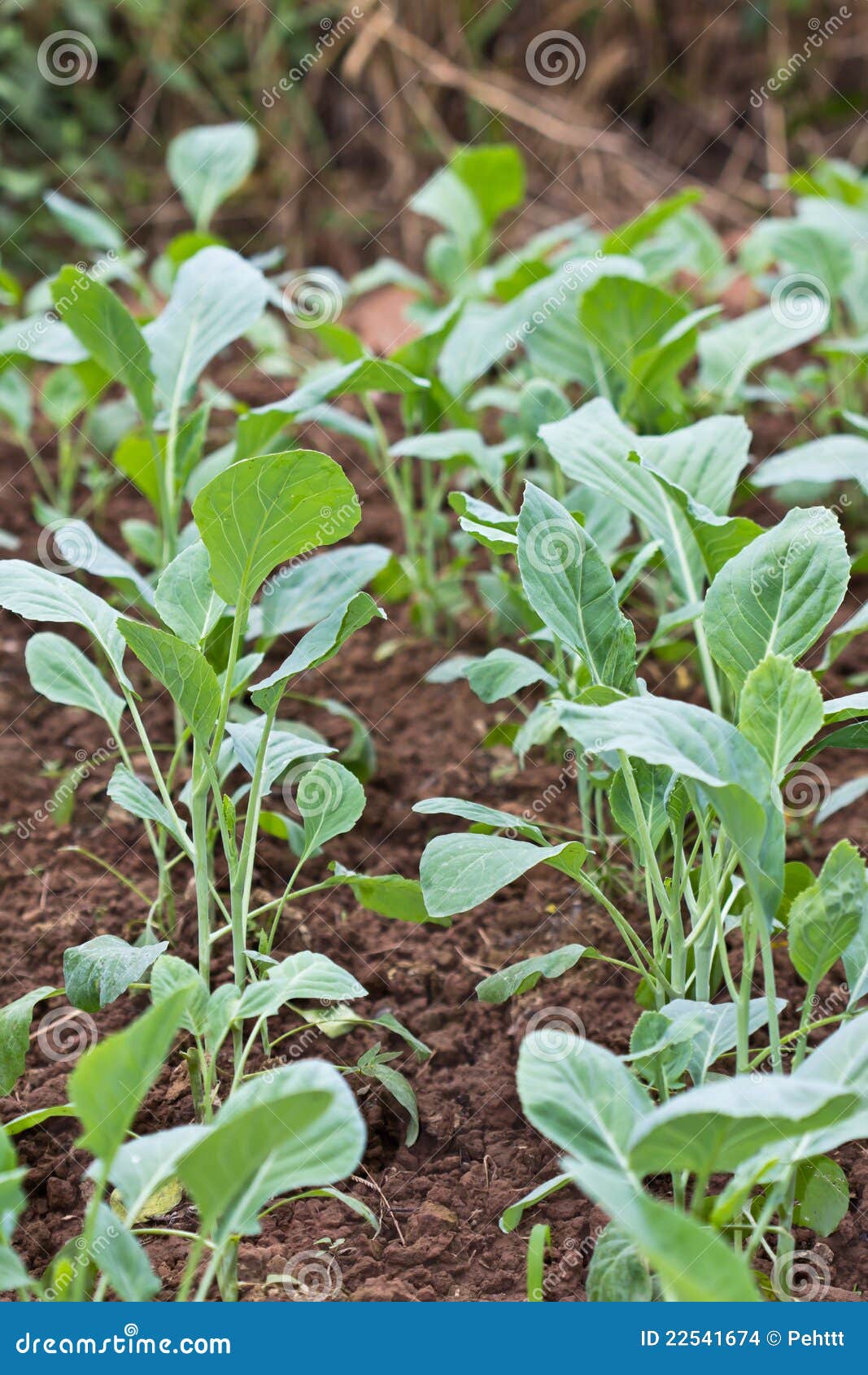 Kale vegetable stock photo. Image of leaf, diet, ingredient - 22541674