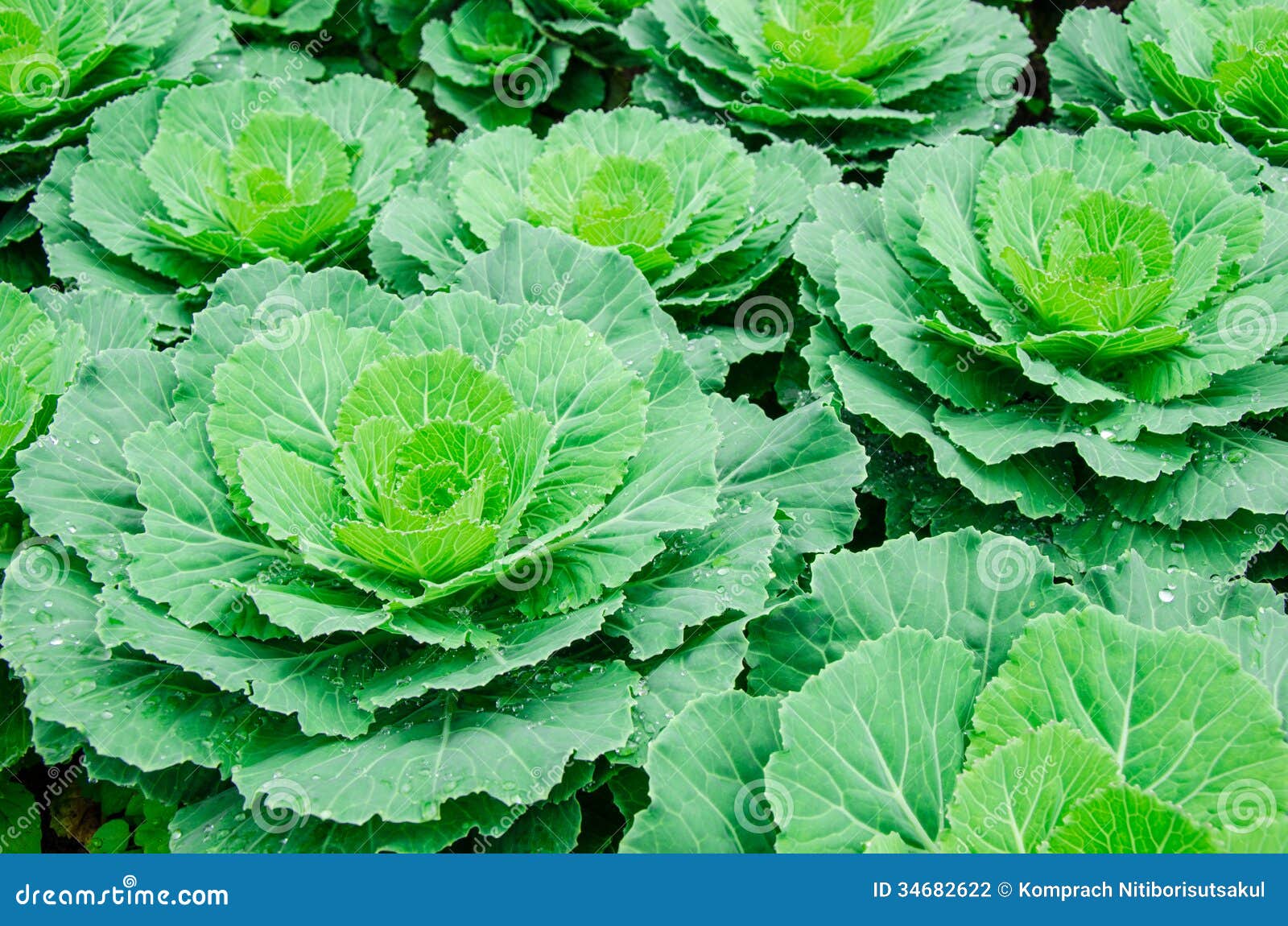 Kale vegetable stock photo. Image of botanic, garden - 34682622