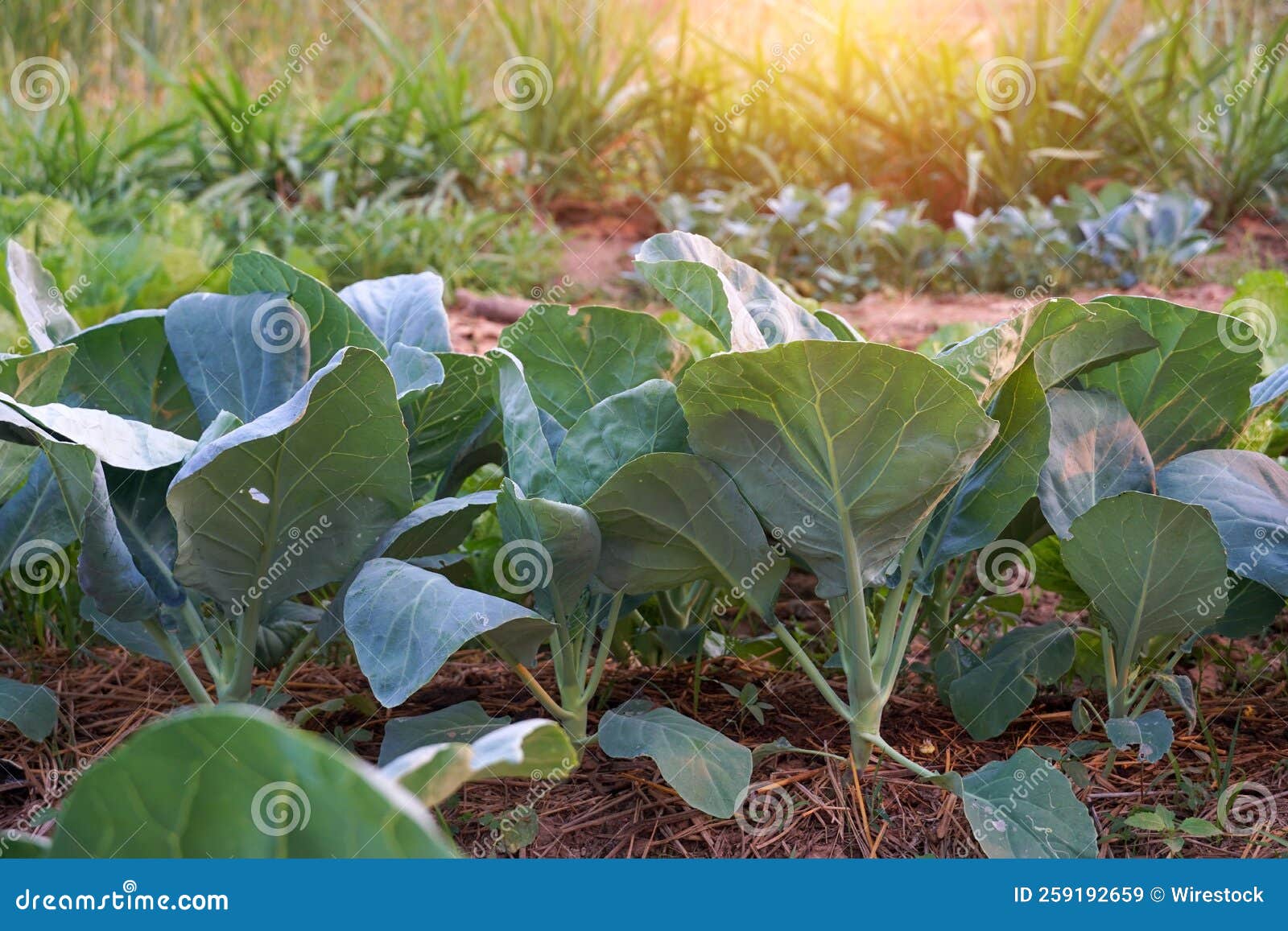 Kale Vegetable in the Plantation Stock Image - Image of closeup ...