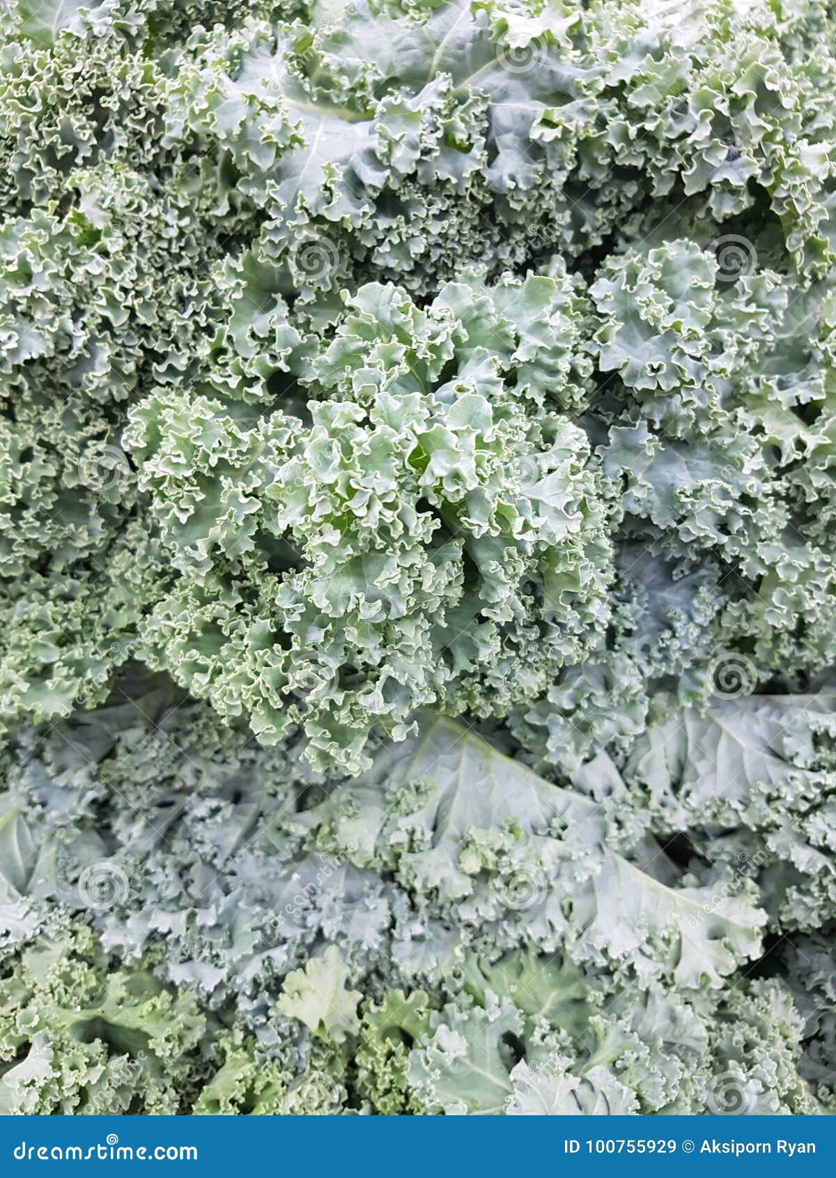 Kale vegetables stock image. Image of healthy, green - 100755929