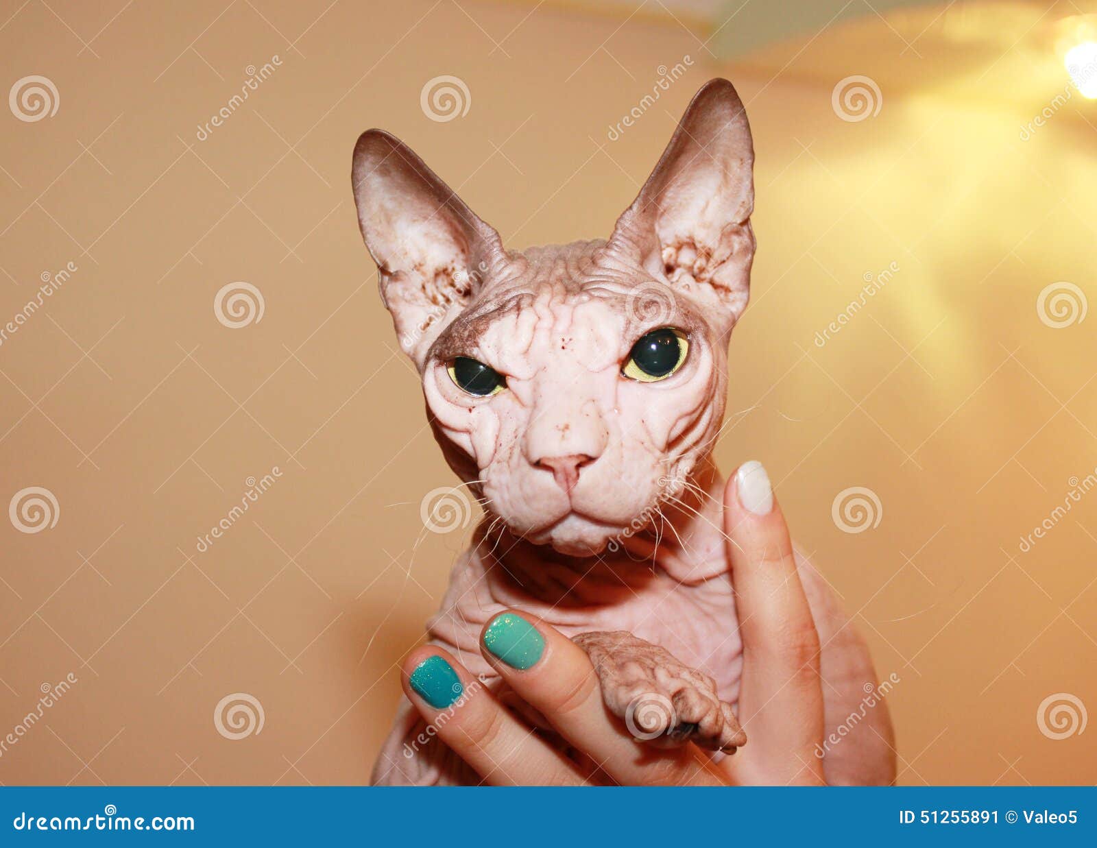 Kale witte kat stock afbeelding. Image of uitziend, bruin - 51255891