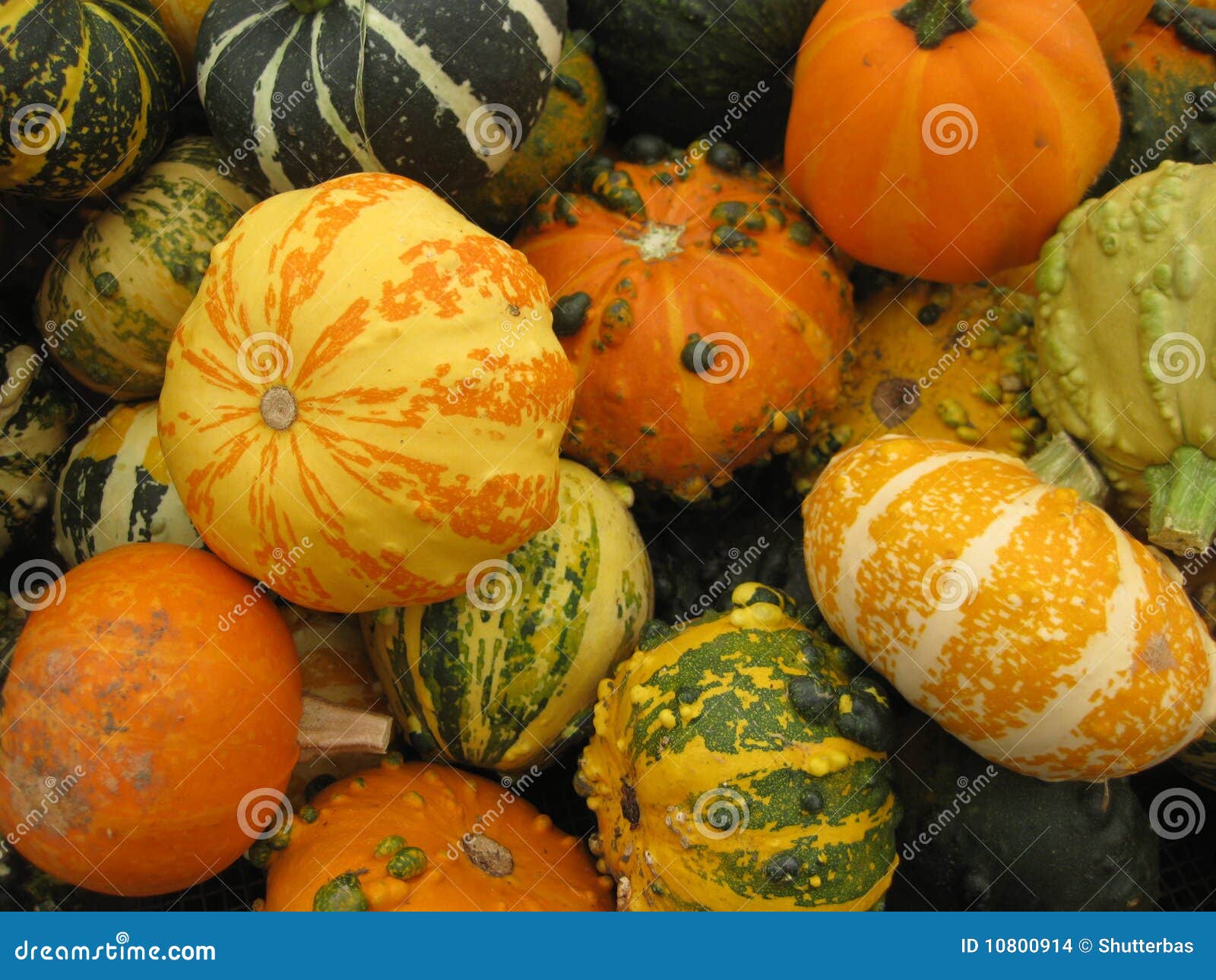 Kalebasboom stock foto. Image of pompoen, kalabas, seizoengebonden ...