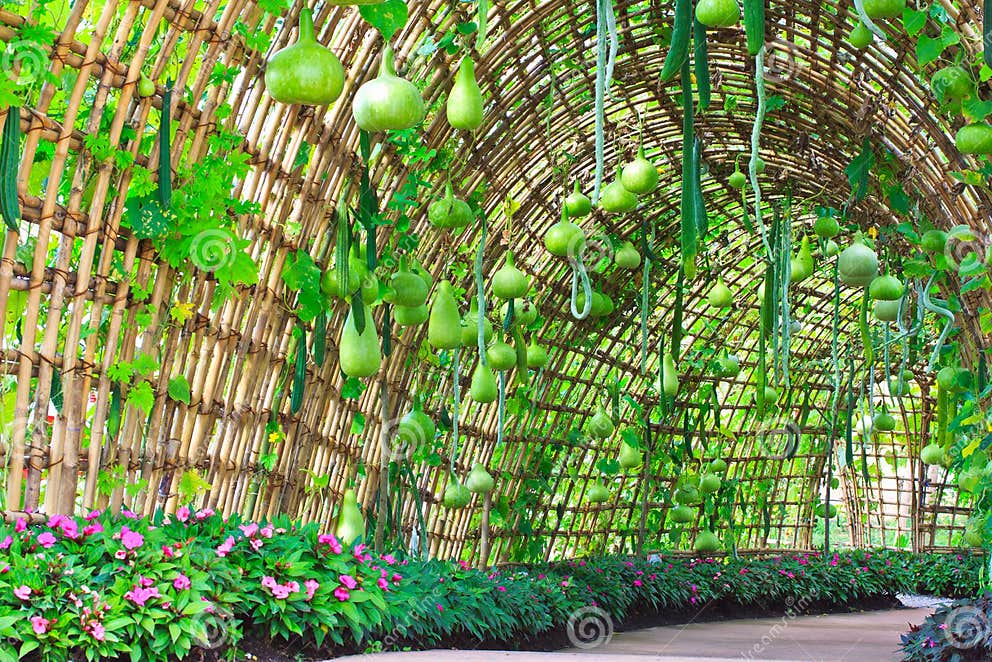 Kalebass- Eller Flaskkalebasstunnel Arkivfoto - Bild av kalebass ...