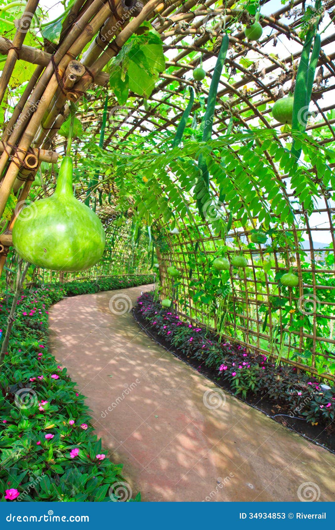 Kalebasse- Oder Flaschenkürbistunnel Stockbild - Bild von ...