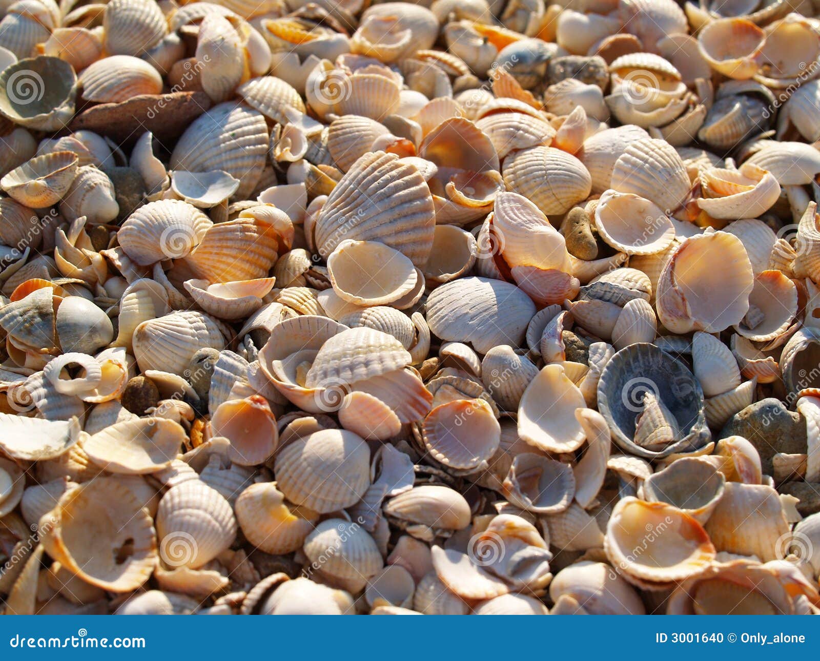 Kaleidoscope of seashells stock photo. Image of animals - 3001640