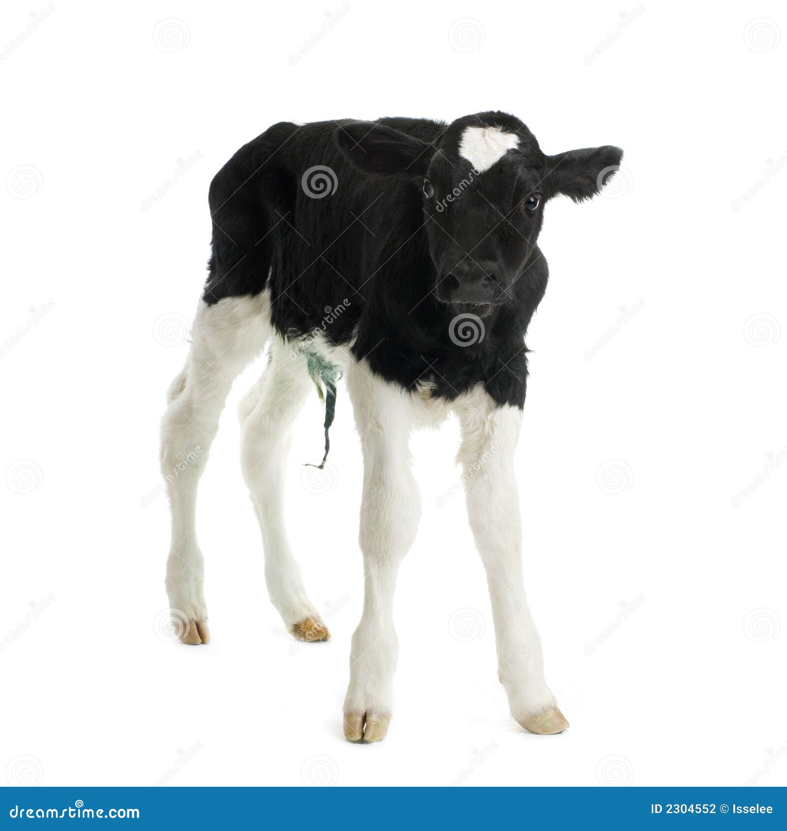 Kalf stock foto. Image of geïsoleerd, dier, wijfje, kalfsvlees - 2304552