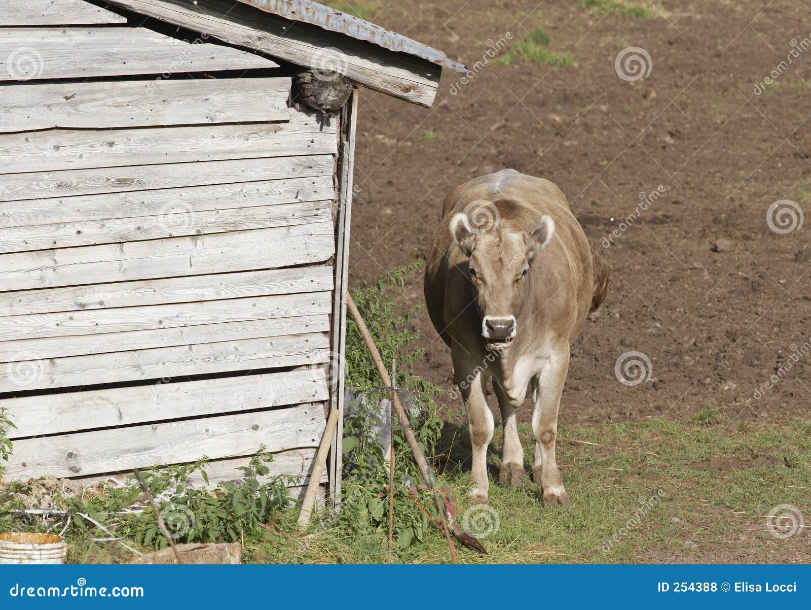 Kalf Picture. Image: 254388