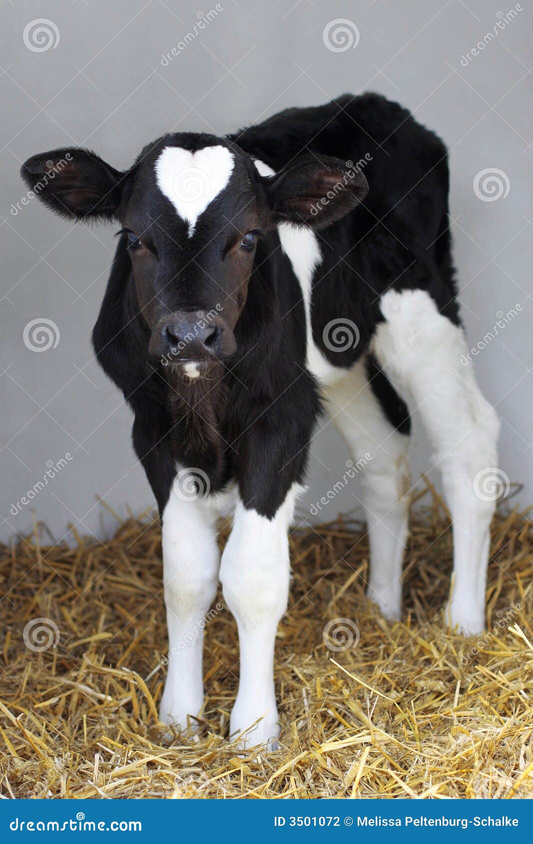 Kalf stock foto. Image of holstein, koeien, kalf, rundvlees - 3501072