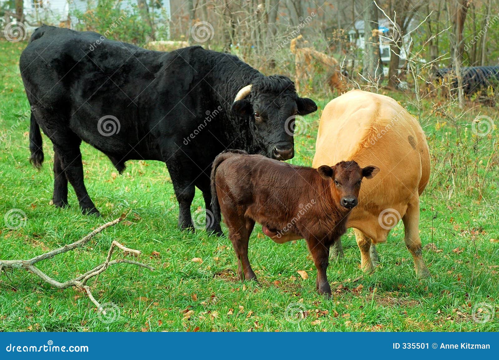 Kalf met Stier en Koe stock afbeelding. Image of zwart - 335501