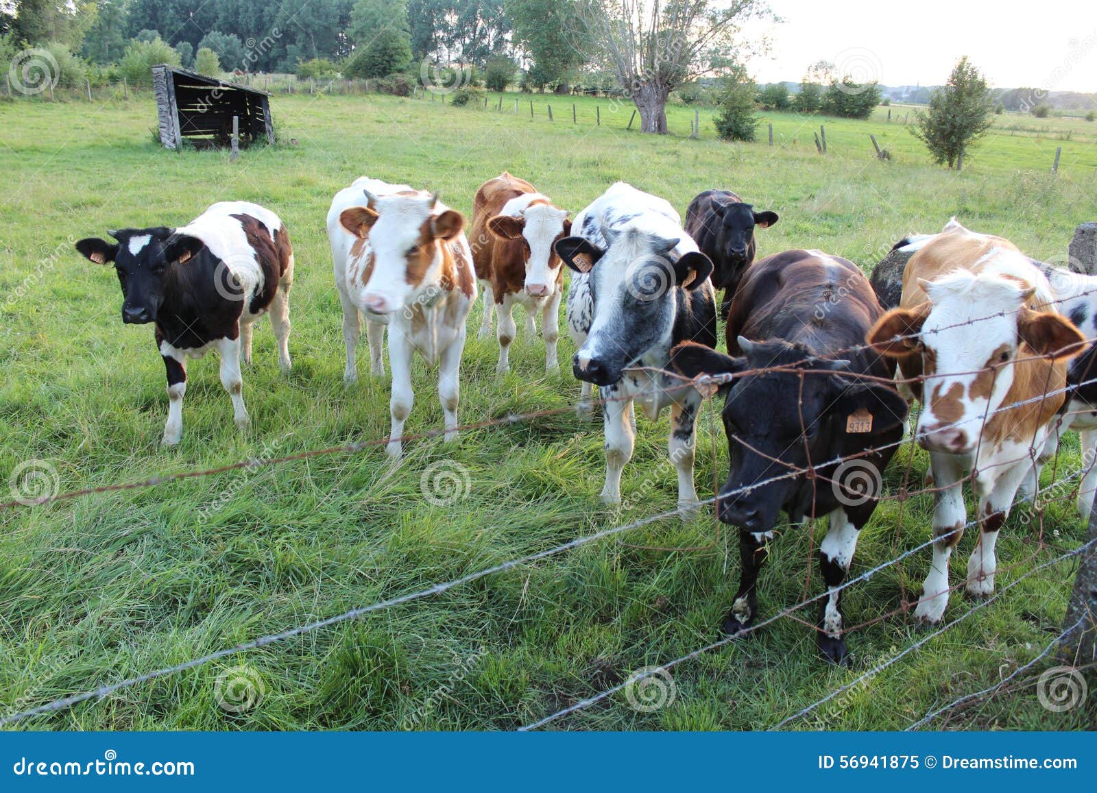 Kalfjes stock image. Image of koetjes, kalfjes, vlaams - 56941875