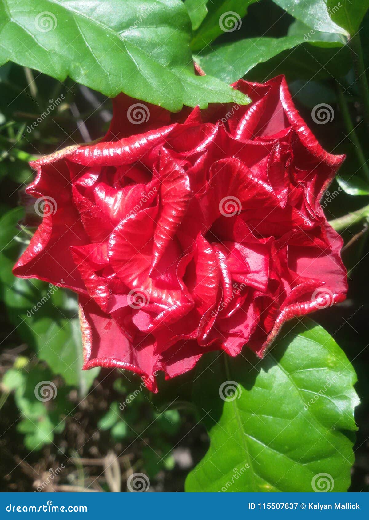 Kali of joba stock image. Image of kali, india, flower - 115507837