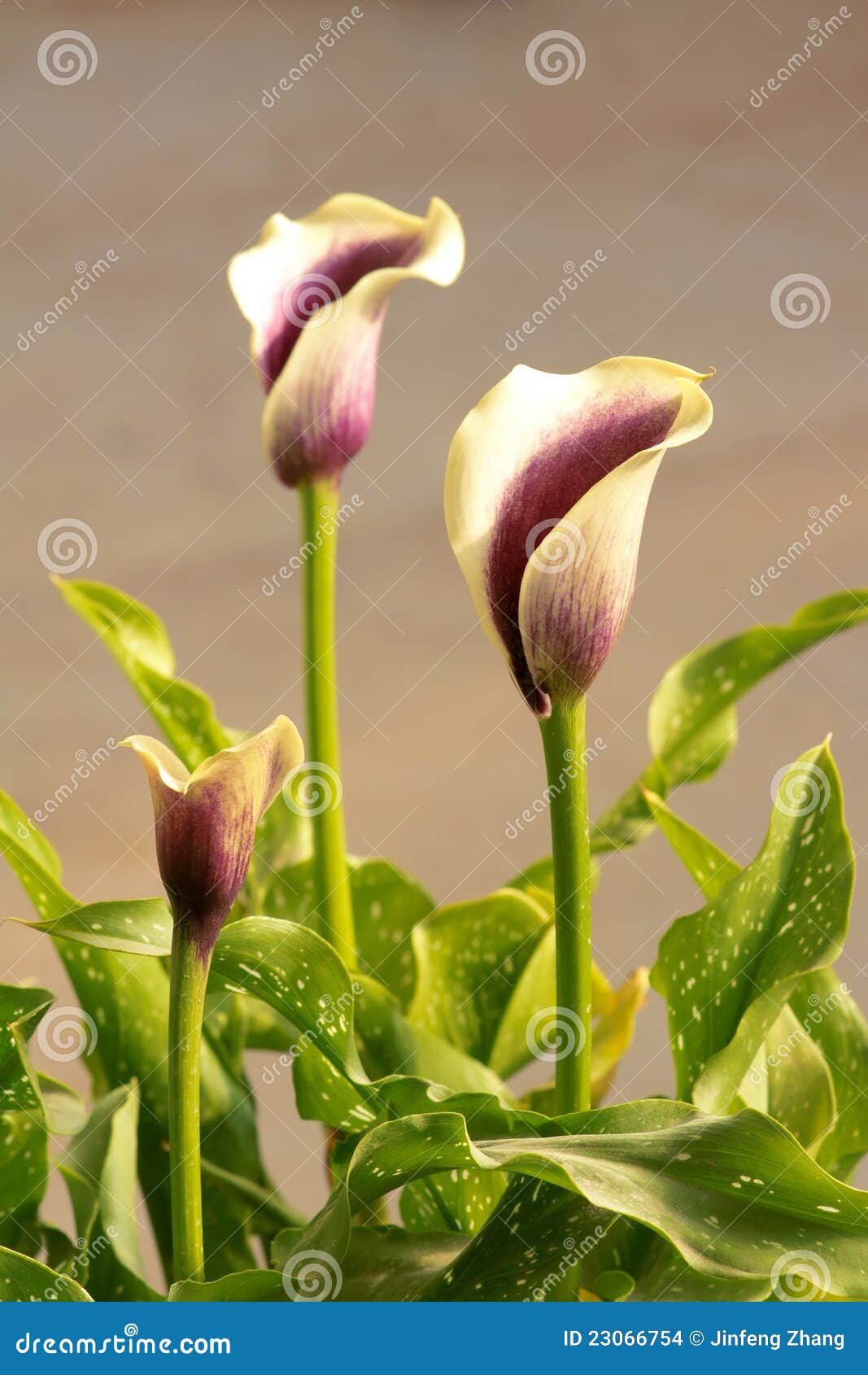 Kalia kwiat zdjęcie stock. Obraz złożonej z kalia, zakończenie - 23066754