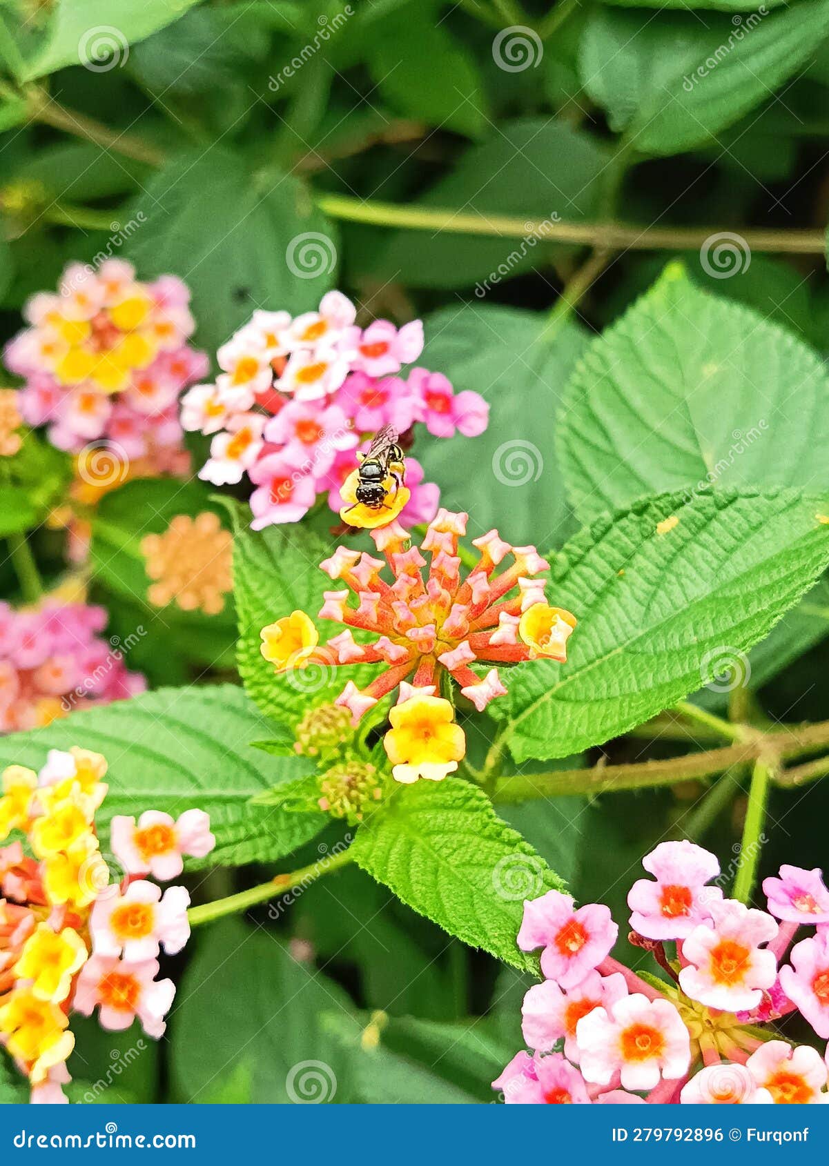 A Kaliandra Flower in the Wild and a Tiny Honey Bee Stock Photo - Image ...