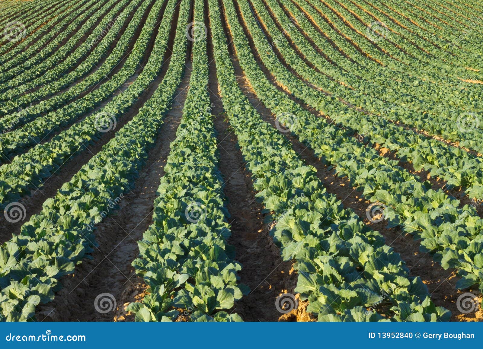 Kalifornien-Kohl-Feld stockfoto. Bild von fotographie - 13952840
