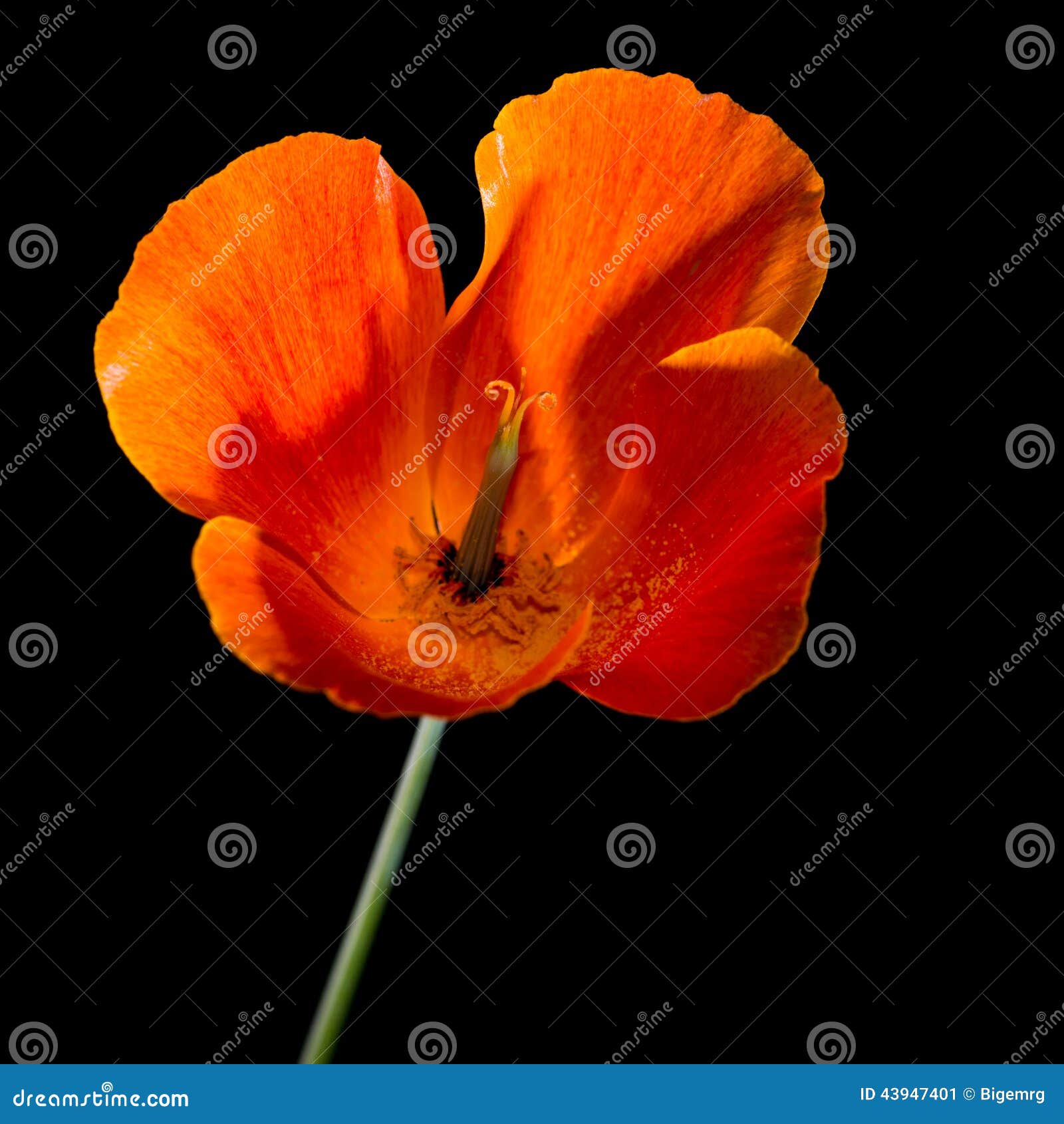 Kalifornisk orange vallmo fotografering för bildbyråer. Bild av fyrkant ...