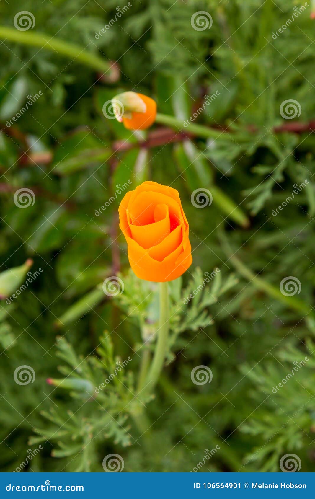 Kalifornisk vallmo fotografering för bildbyråer. Bild av vallmo - 106564901