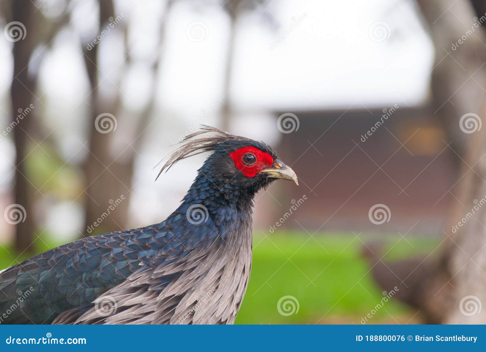 Kalij male pheasant stock photo. Image of wild, bird - 188800076