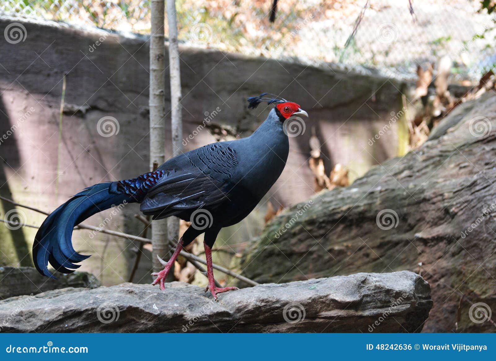 Kalij Pheasant stock photo. Image of colors, colour, conservation ...