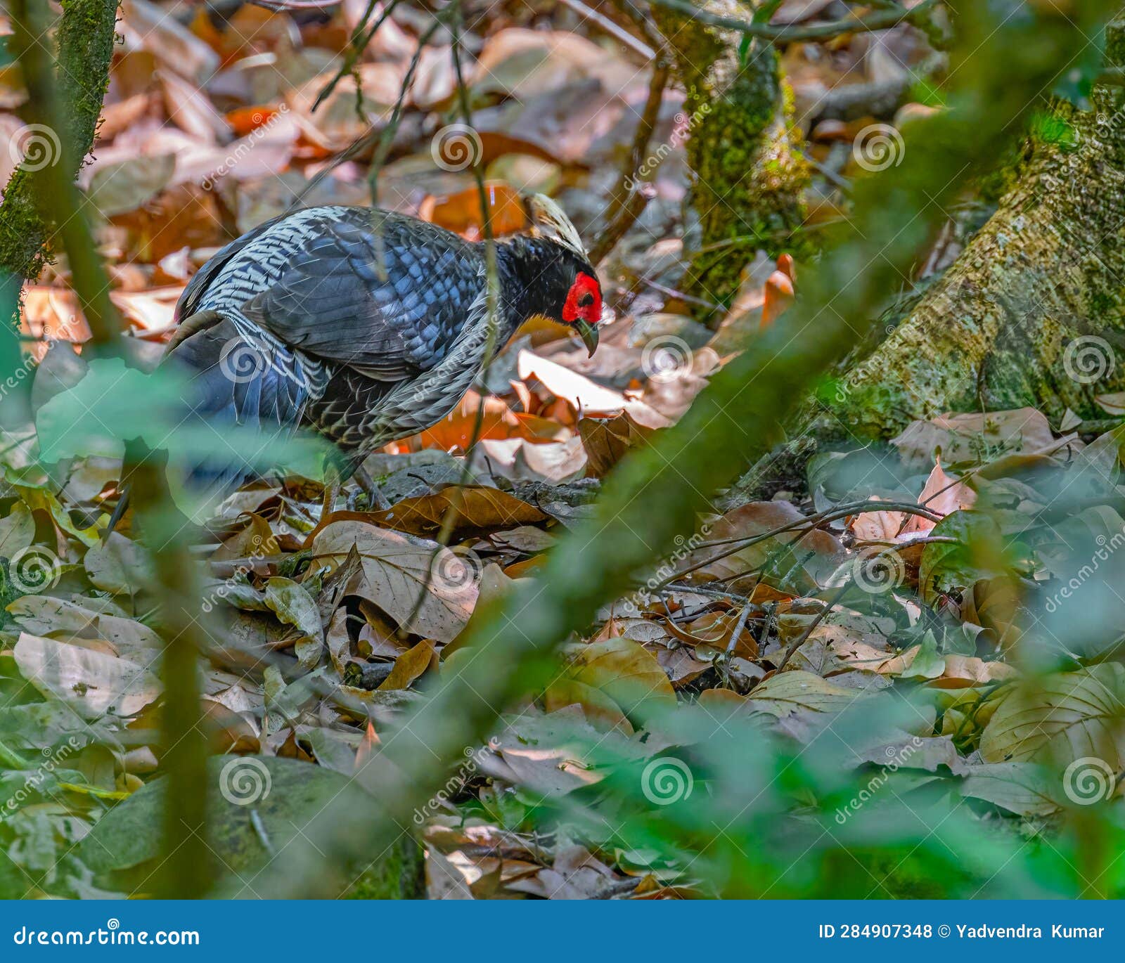 An kalij Pheasant hidden stock photo. Image of pheasant - 284907348