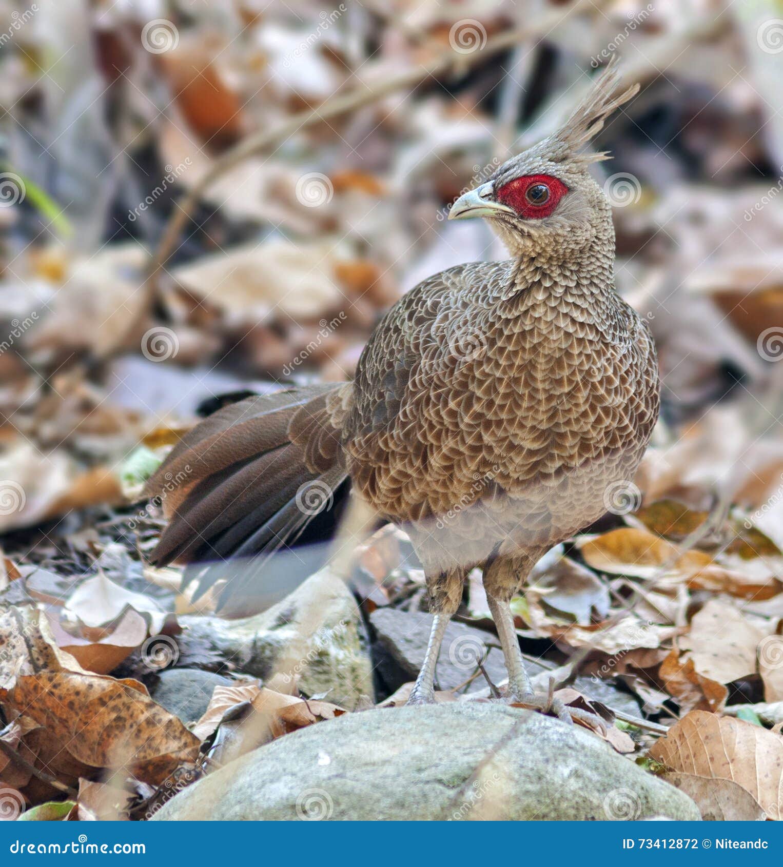 Kalij Pheasant stock photo. Image of animals, portrait - 73412872